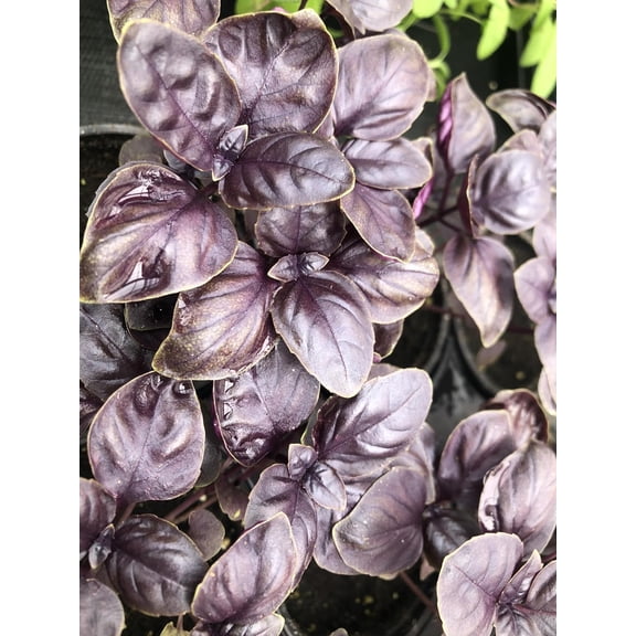 Indoor Basil Plants and Seeds for Easy Herb Gardening at Walmart