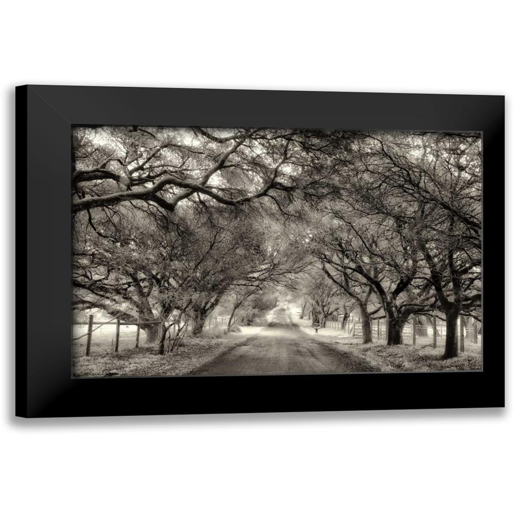Aron, Lucy 14x11 Black Modern Framed Museum Art Print Titled - Canopy - Walmart.com