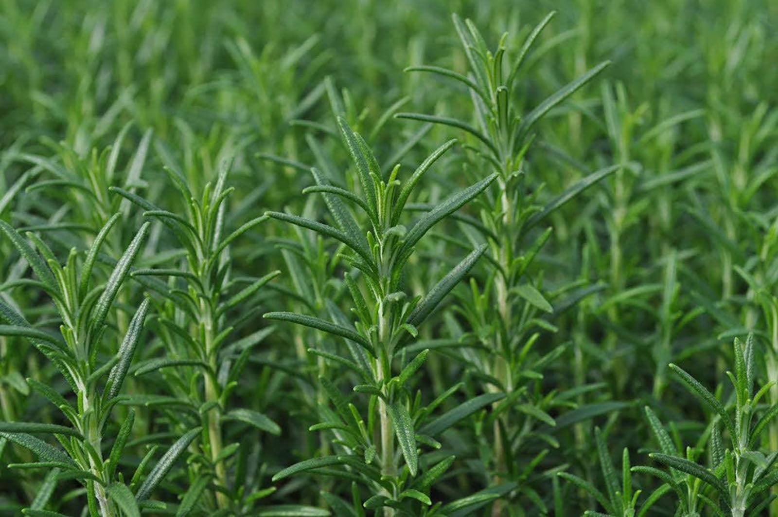Arp Rosemary Herb Plant - 3" pot - Live Plant - Walmart.com