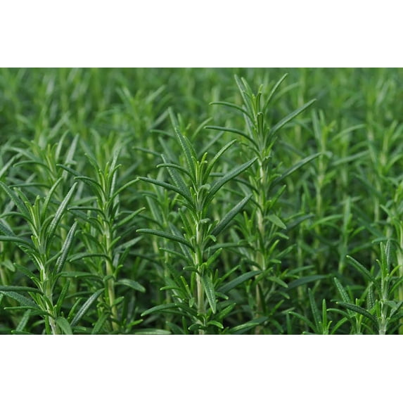 Hirt's Gardens Arp Rosemary Herb Plant, Live 4-Inch Pot, Edible Leaves ...