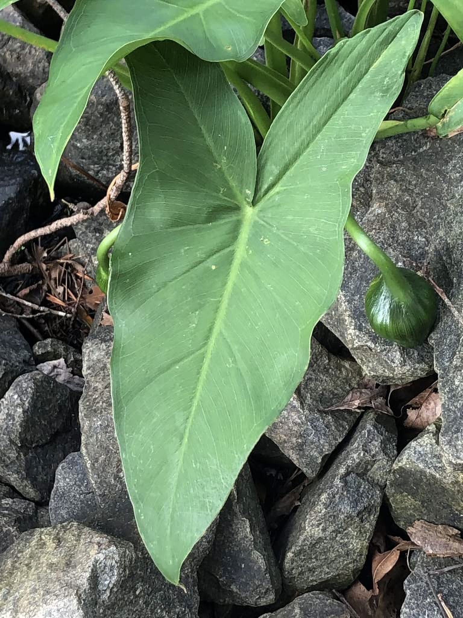 Arrow Arum Aquatic Plant Seeds for Planting (10 Seeds) - Peltandra virginica - Walmart.com
