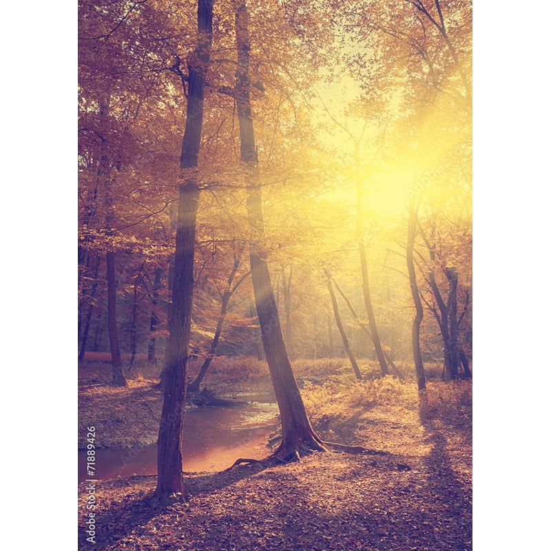 Art Cloth Natural Scenery Photography Background Forest Landscape Photo ...