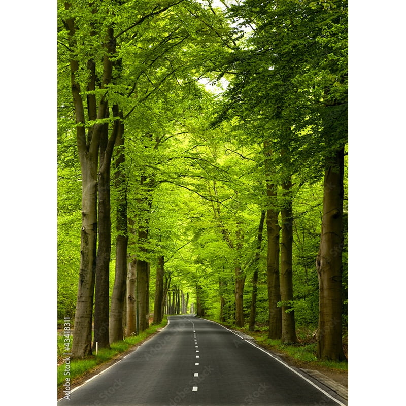 Art Cloth Natural Scenery Photography Background Forest Landscape Photo ...