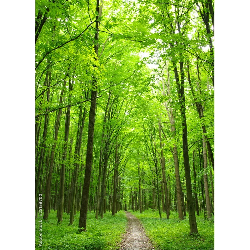 Art Cloth Natural Scenery Photography Background Forest Landscape Photo ...