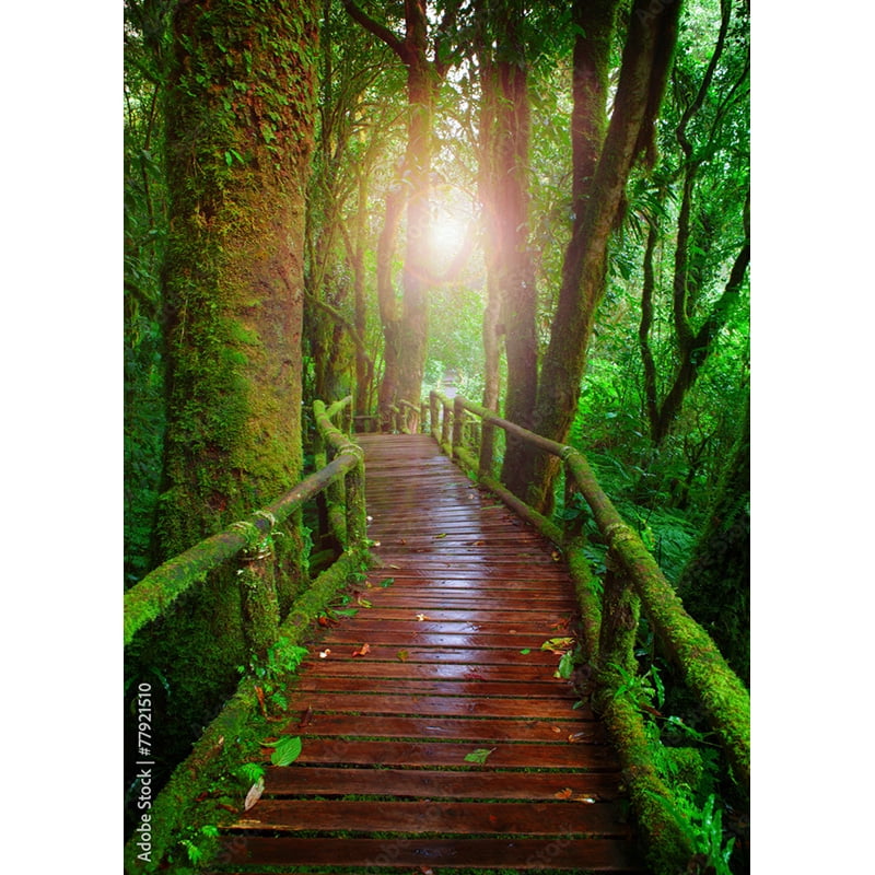 Art Cloth Natural Scenery Photography Background Forest Landscape Photo ...