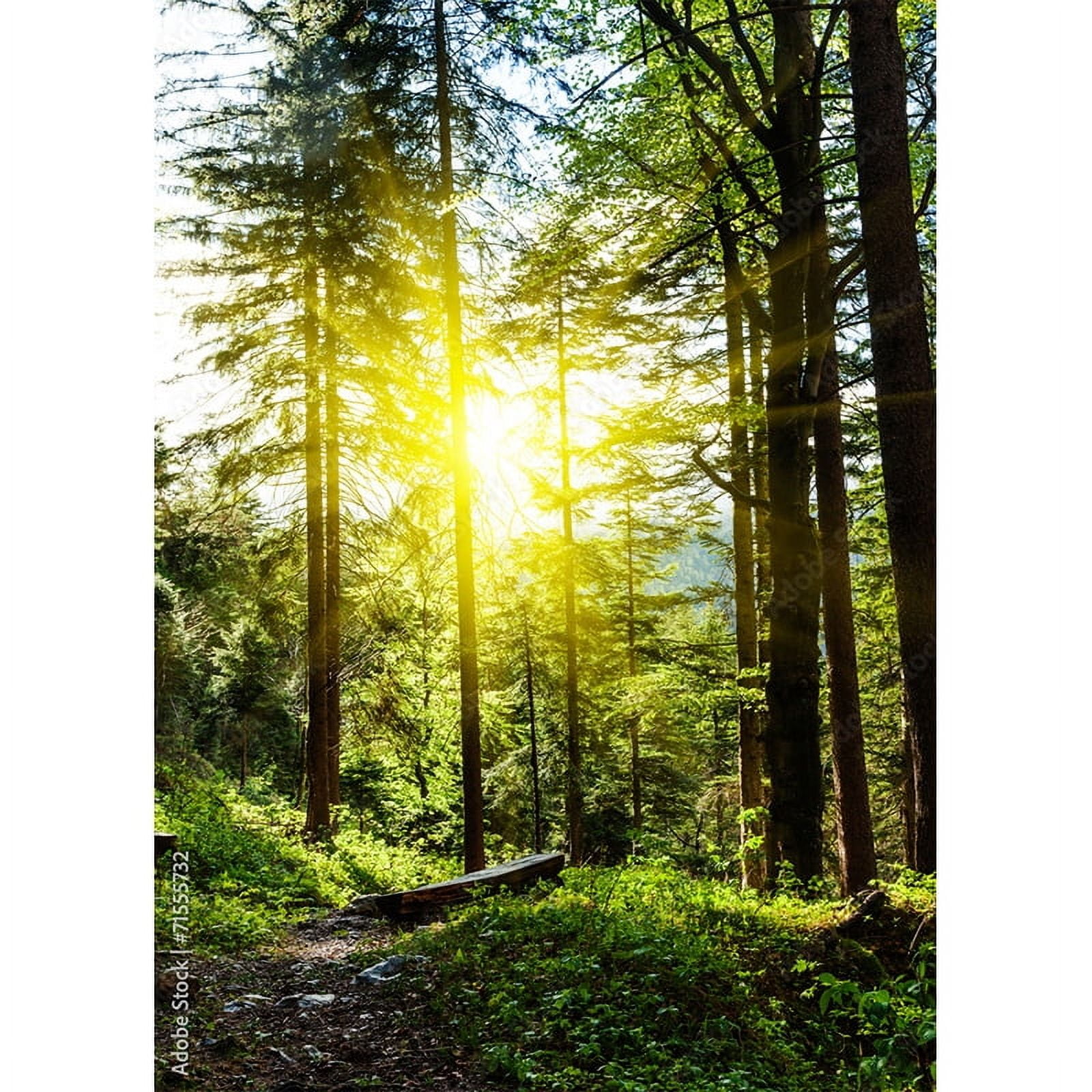 Art Cloth Natural Scenery Photography Background Forest Landscape Photo ...