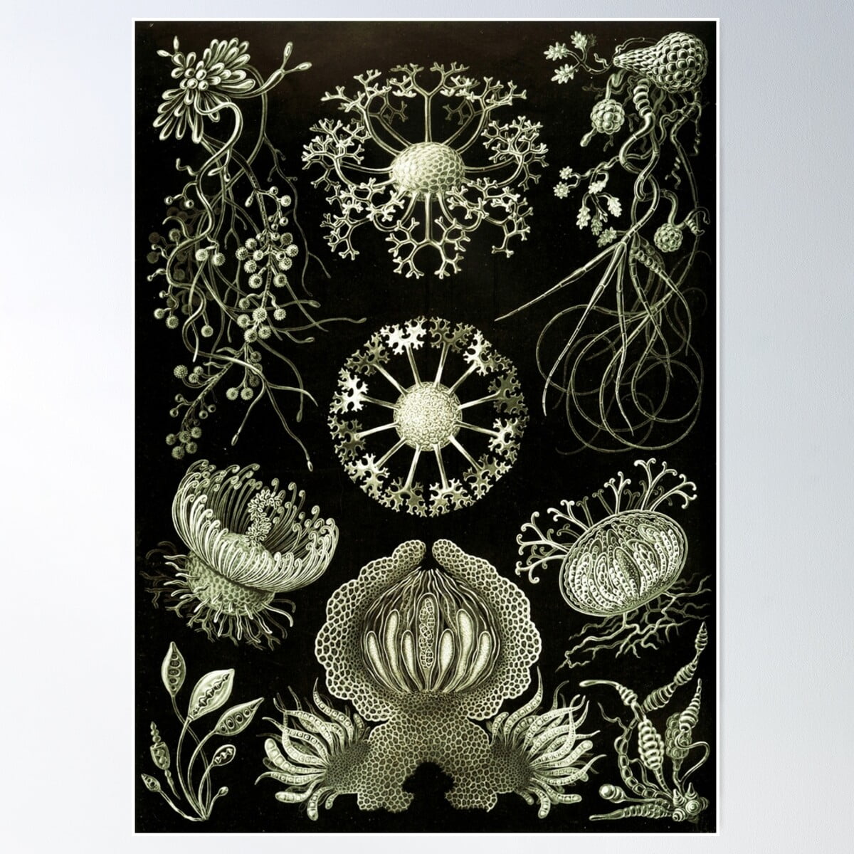 Art Forms In Nature - Amazing Hd Vintage Design Number 10 Poster Wall ...