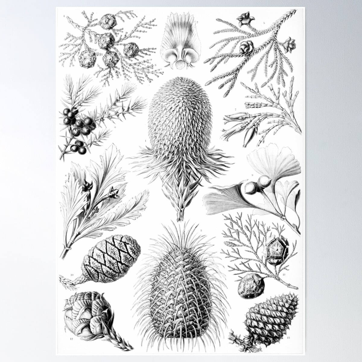 Art Forms In Nature - Amazing Hd Vintage Design Number 25 Poster Wall ...