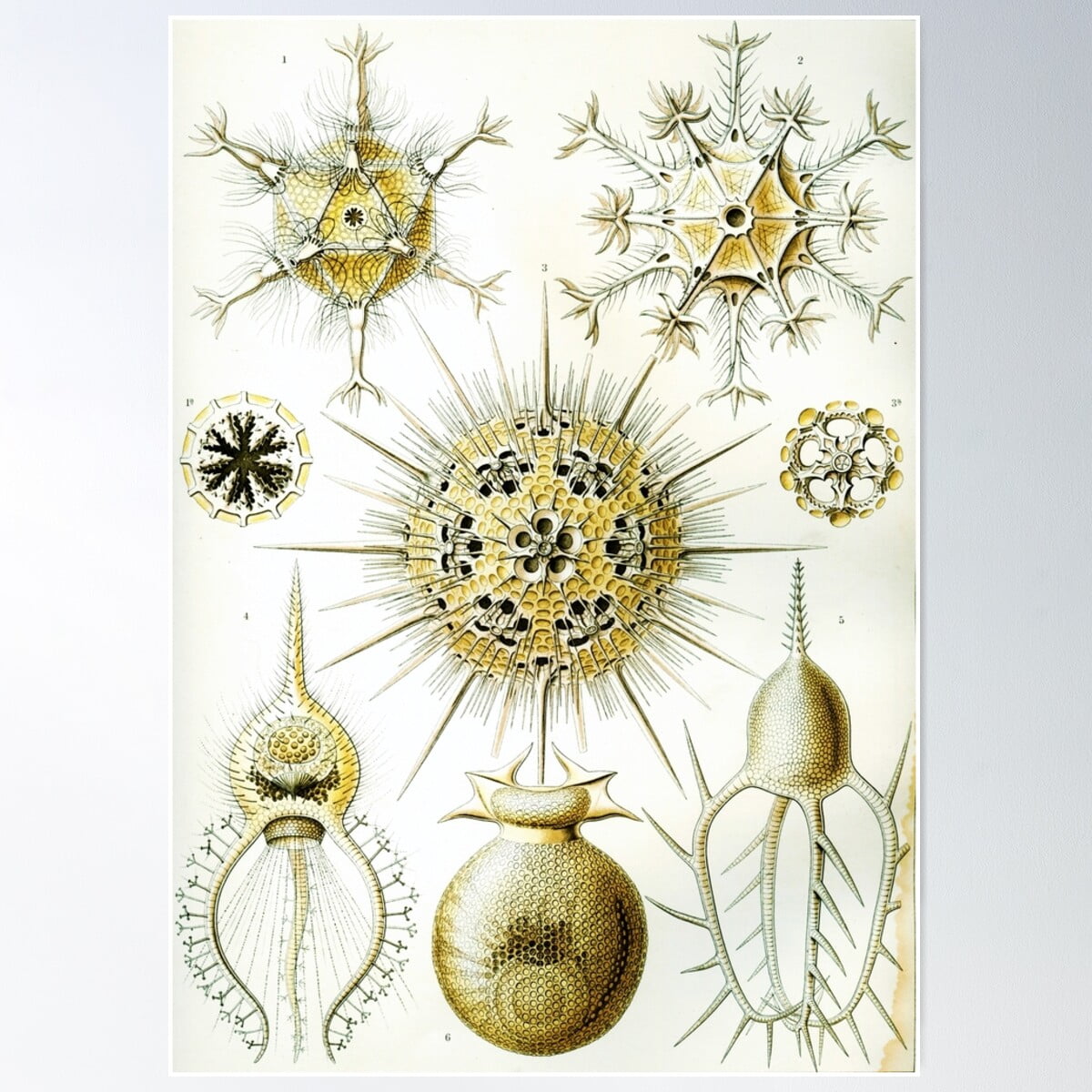 Art Forms In Nature - Amazing Hd Vintage Design Number 70 Poster Wall ...