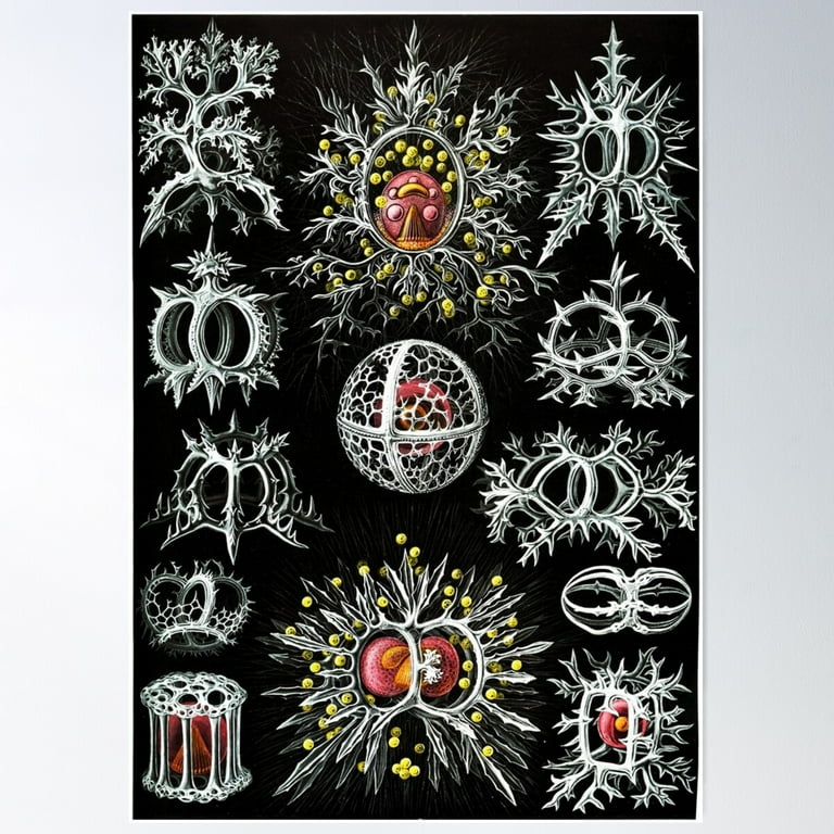 natural forms poster