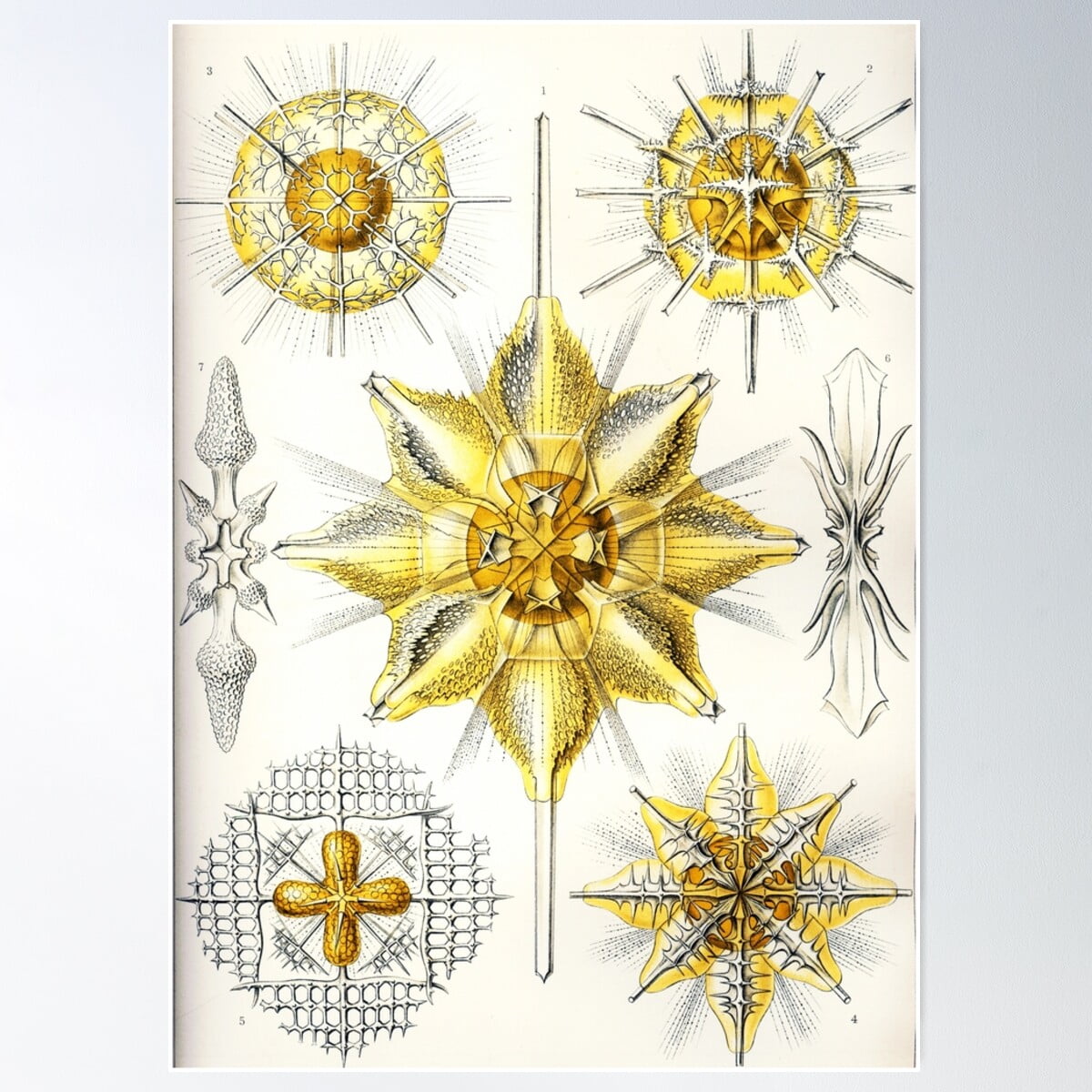 Art Forms In Nature - Amazing Vintage Design Number 1 Poster Wall Art ...