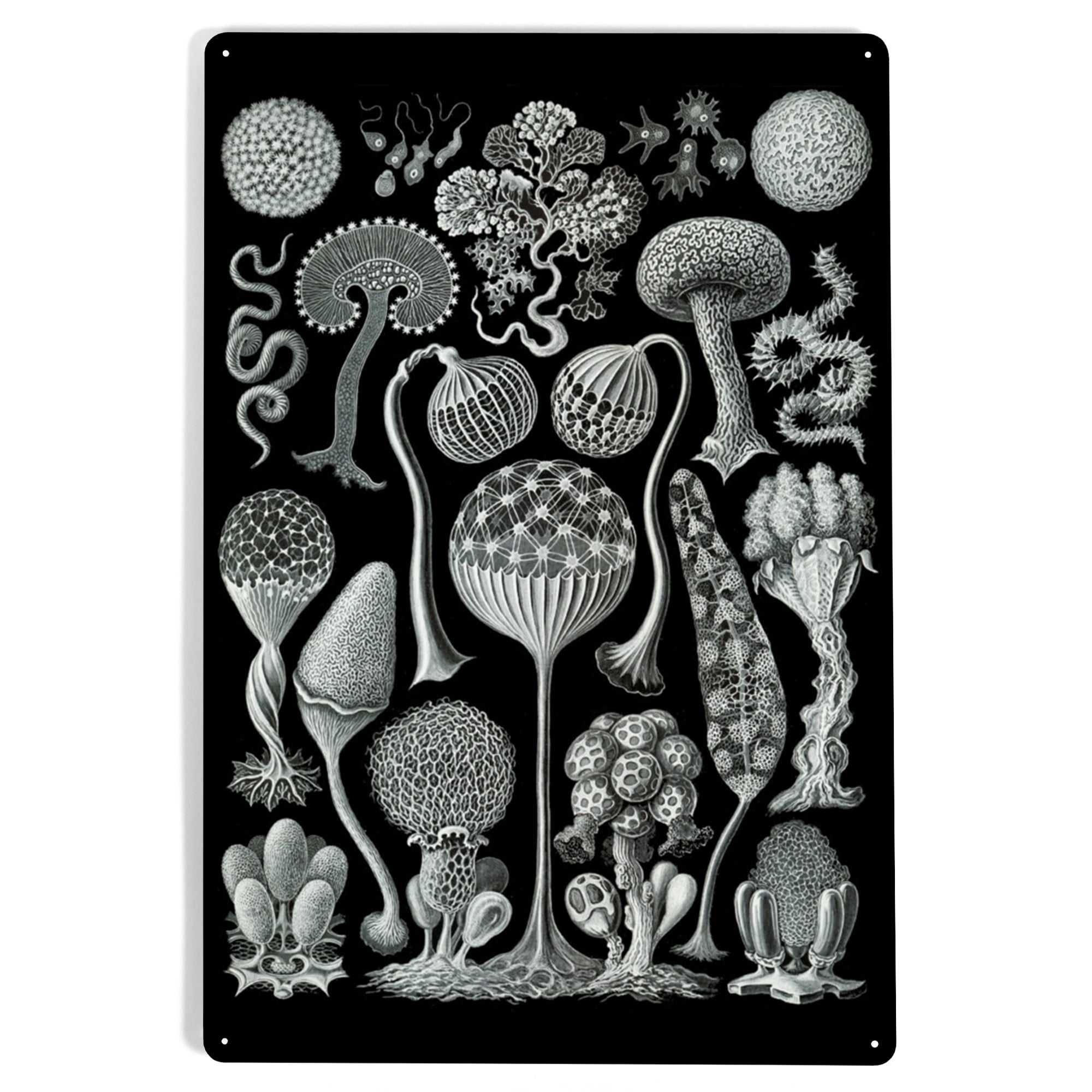 Art Forms of Nature, Mycetozoa (Slime Mold), Ernst Haeckel Artwork ...