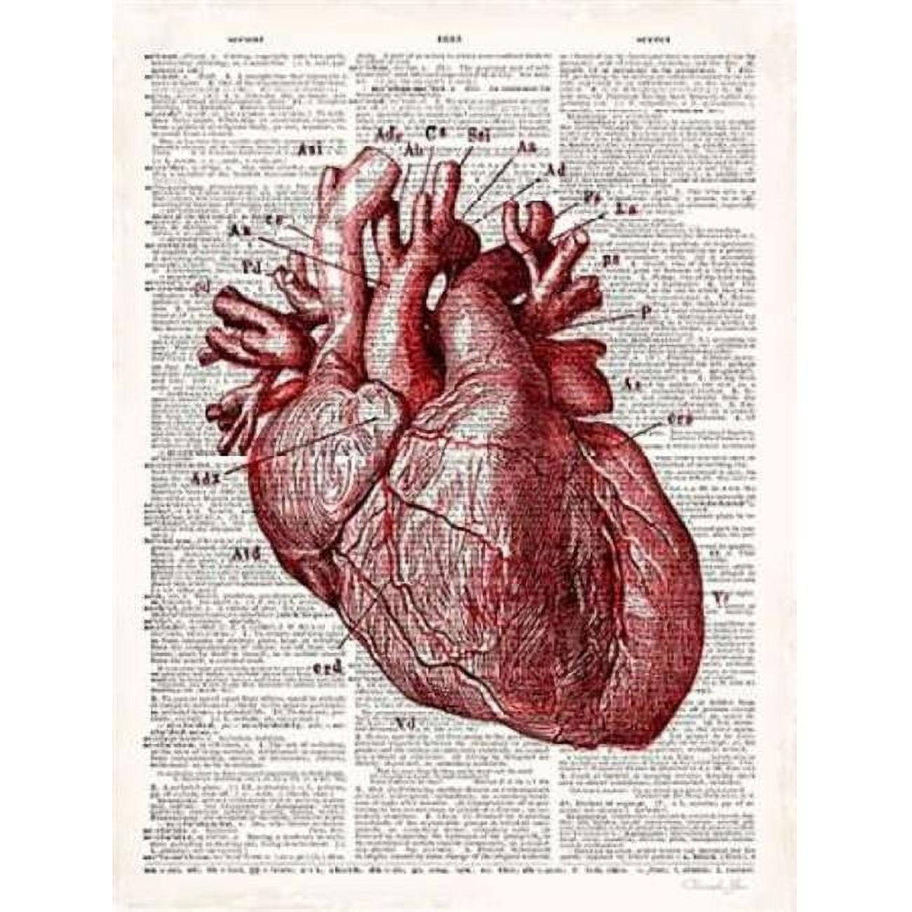 Art In Motion Vintage Anatomy Heart Poster Print by Christopher James ...