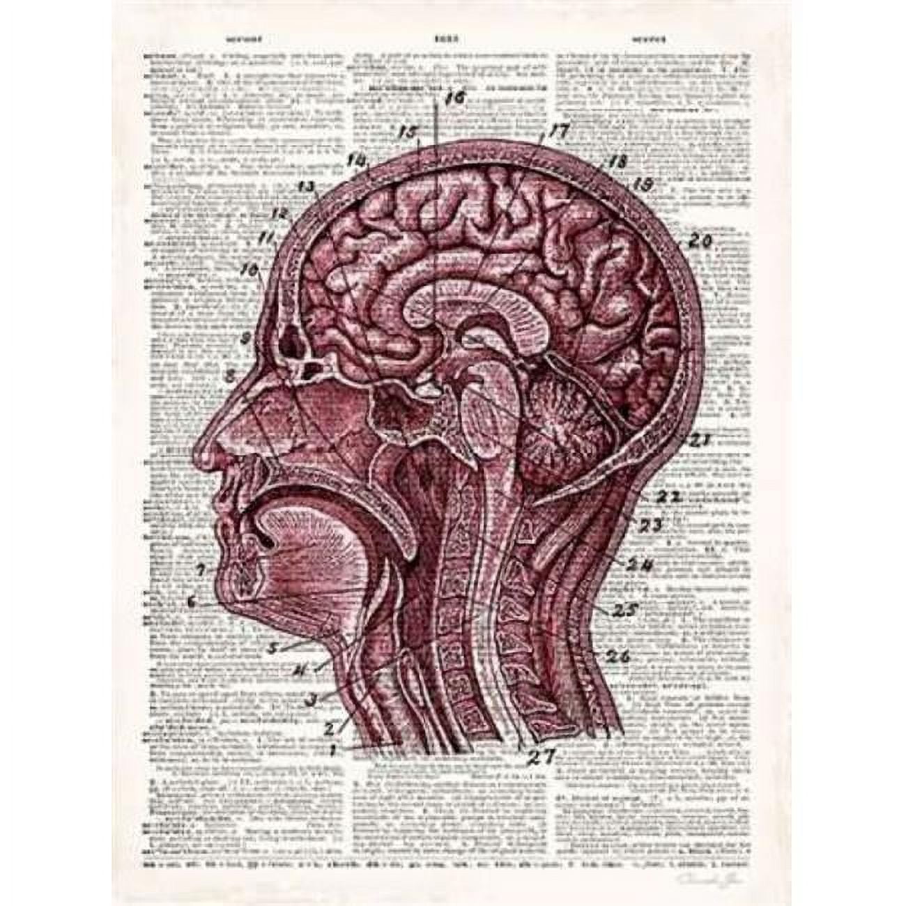 Art In Motion Vintage Anatomy Brain Poster Print by Christopher James ...