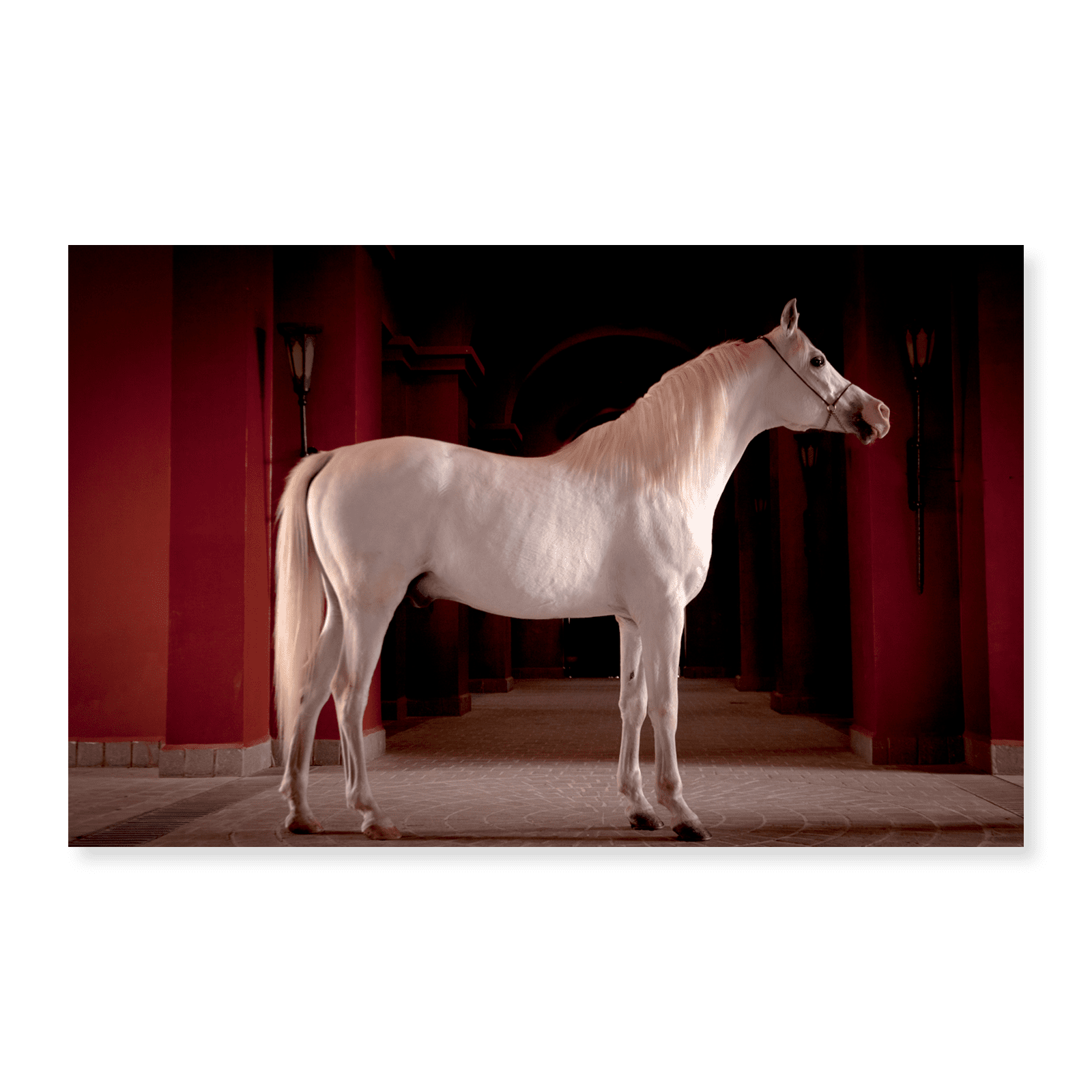 Art Print (Unframed), Arabian Stallion Morocco by Susan Friedman, 16" x ...