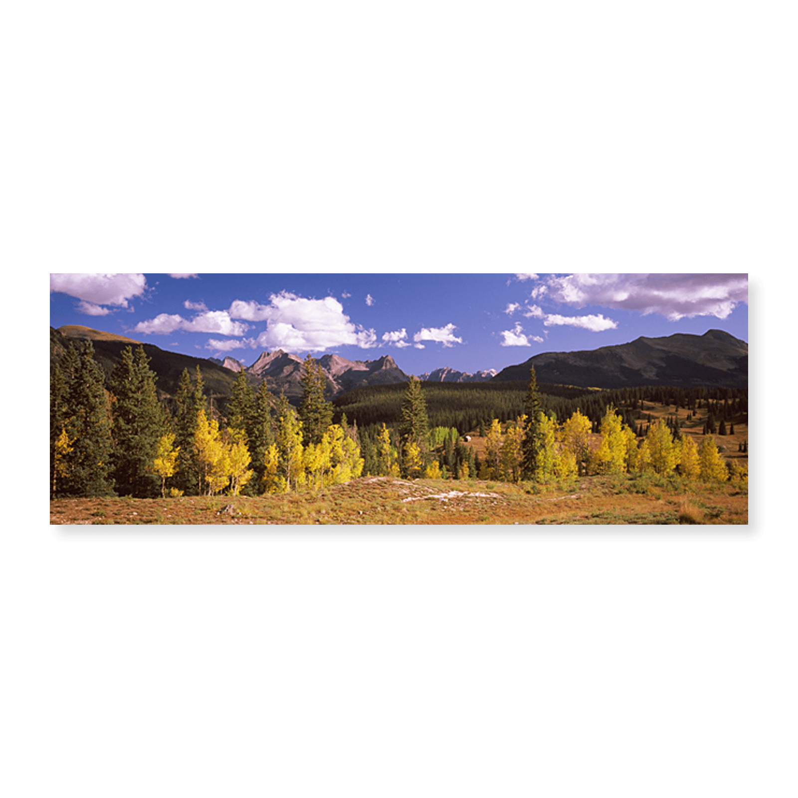 Art Print (Unframed), Aspen trees with mountains in the background by ...