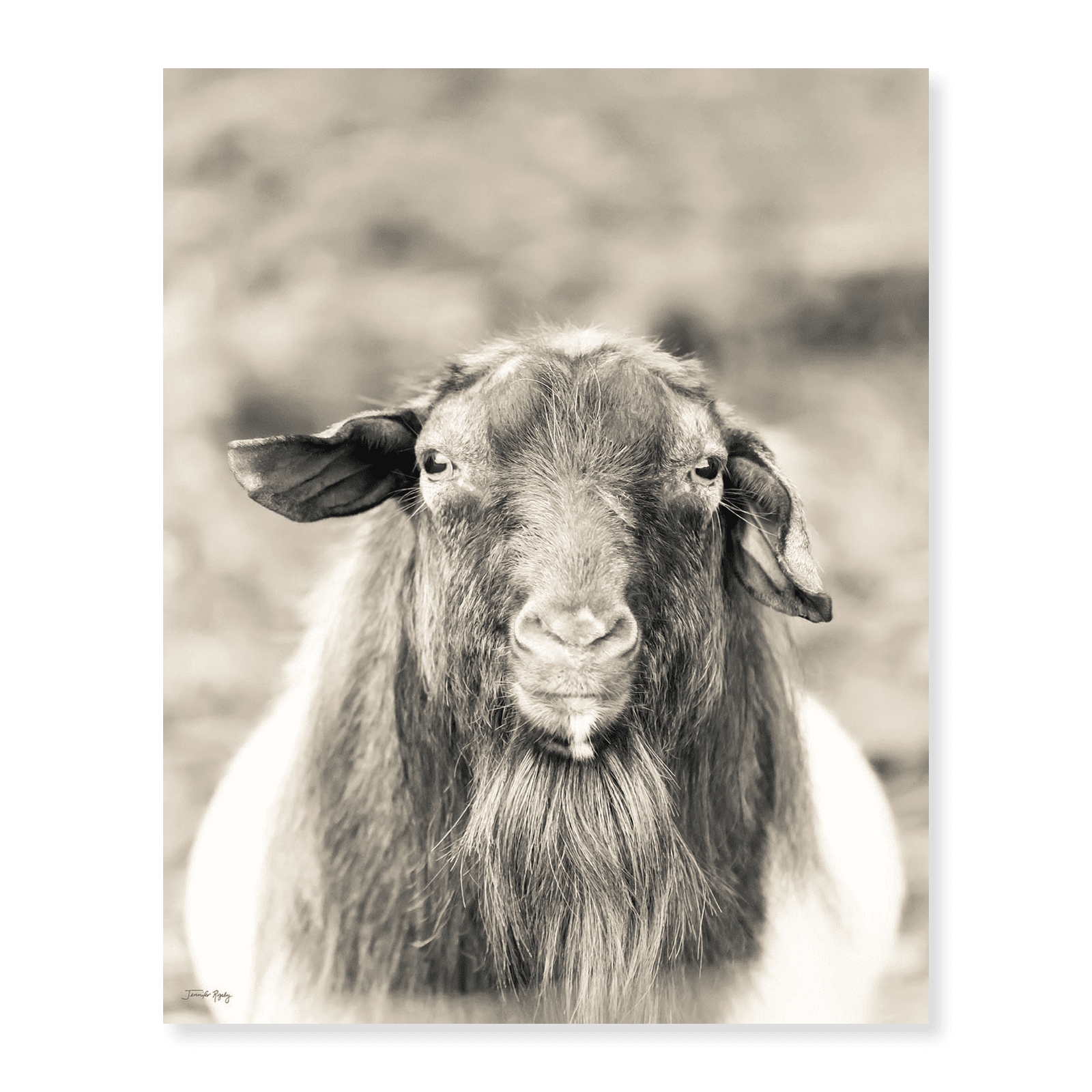Art Print (Unframed), Goatee by Jennifer Rigsby, 16" x 20" - Walmart.com