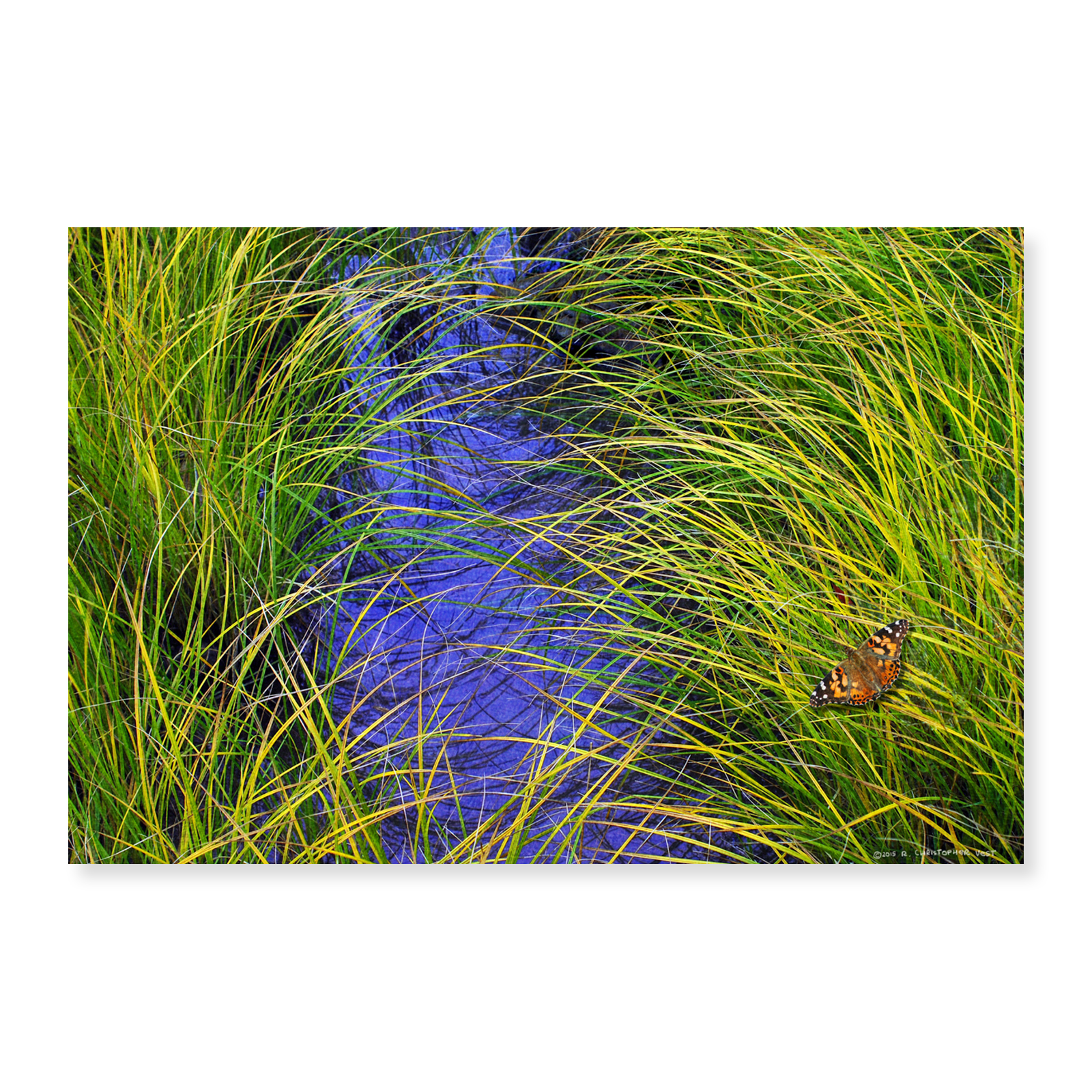 Art Print (Unframed), Grass over the Brook by Christopher Vest, 18" x ...