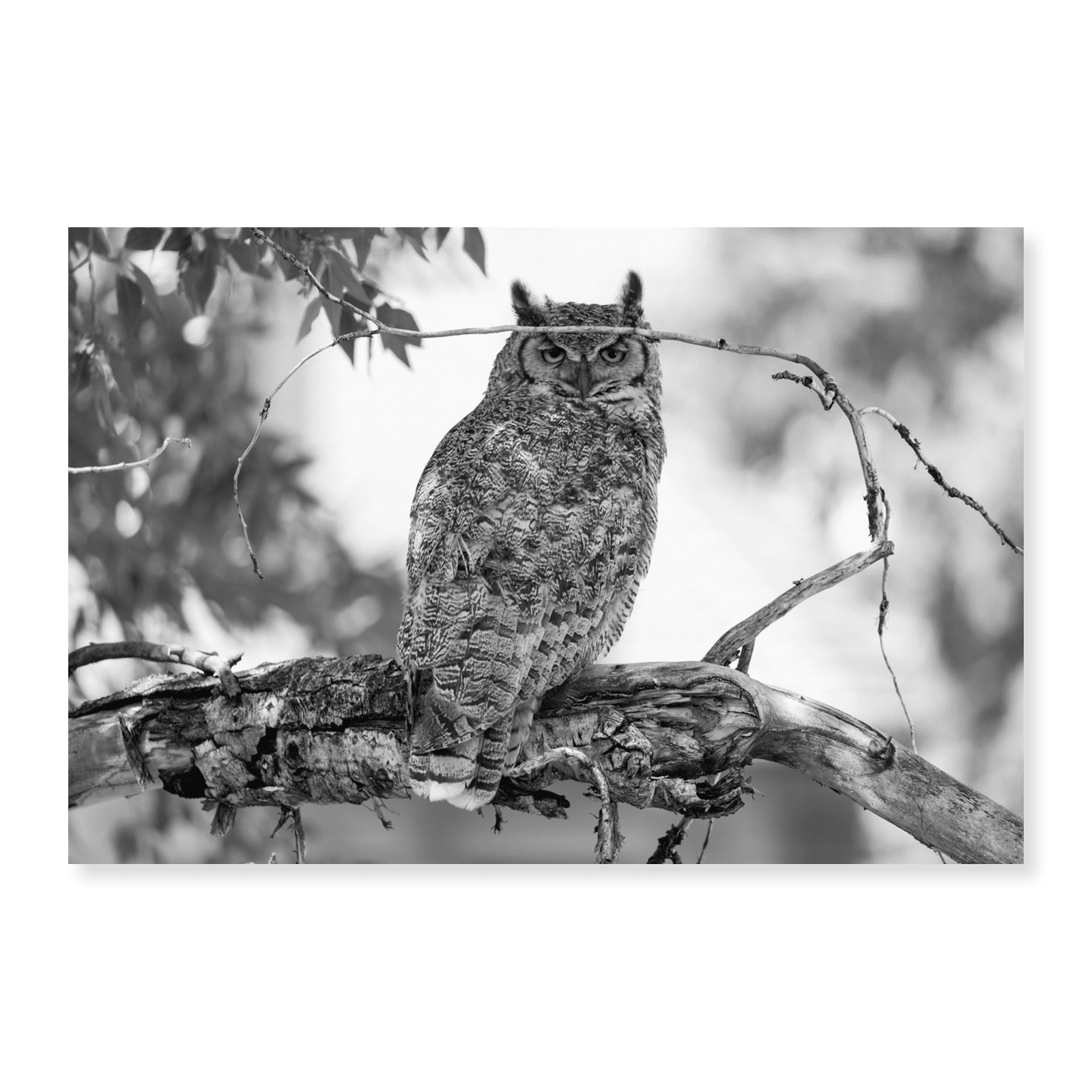 Art Print (Unframed), Great Horned Owl in Fort Yellowstone, Yellowstone ...