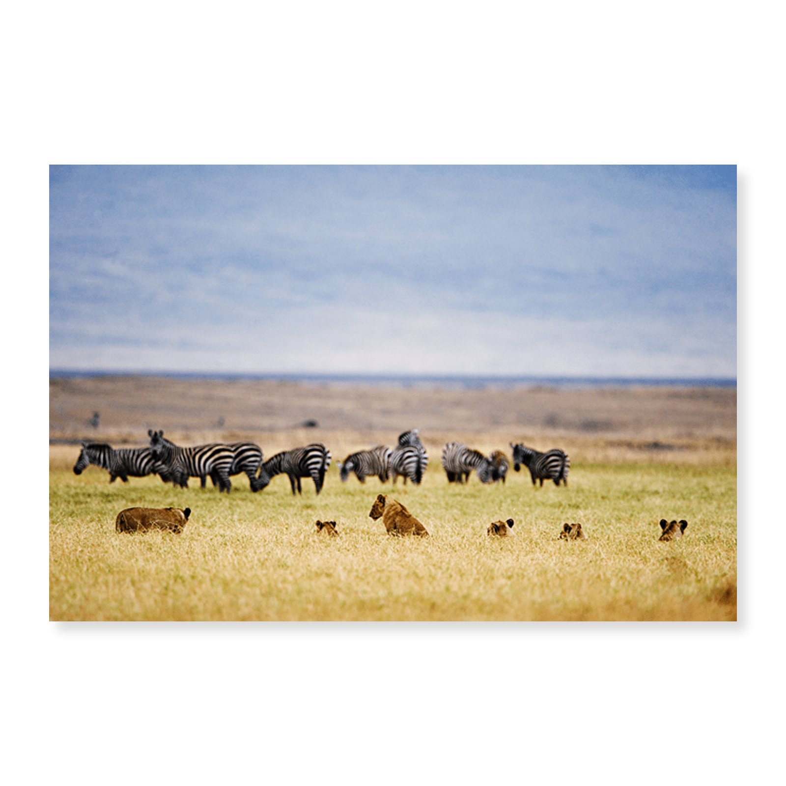 Art Print (Unframed), Lion family (Panthera leo) looking at a herd of ...