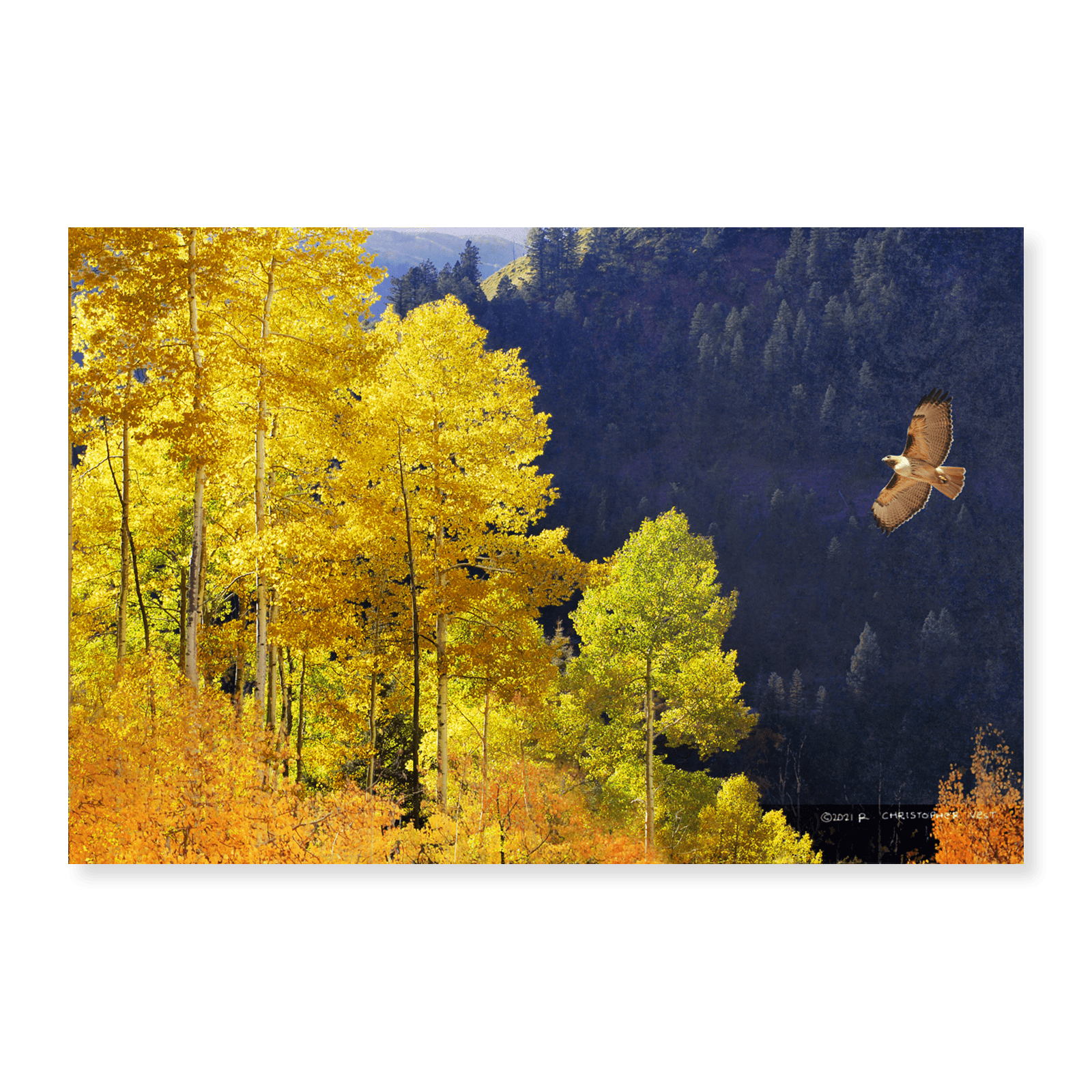 Art Print (Unframed), Screaming down the valley-redtailed hawk by ...