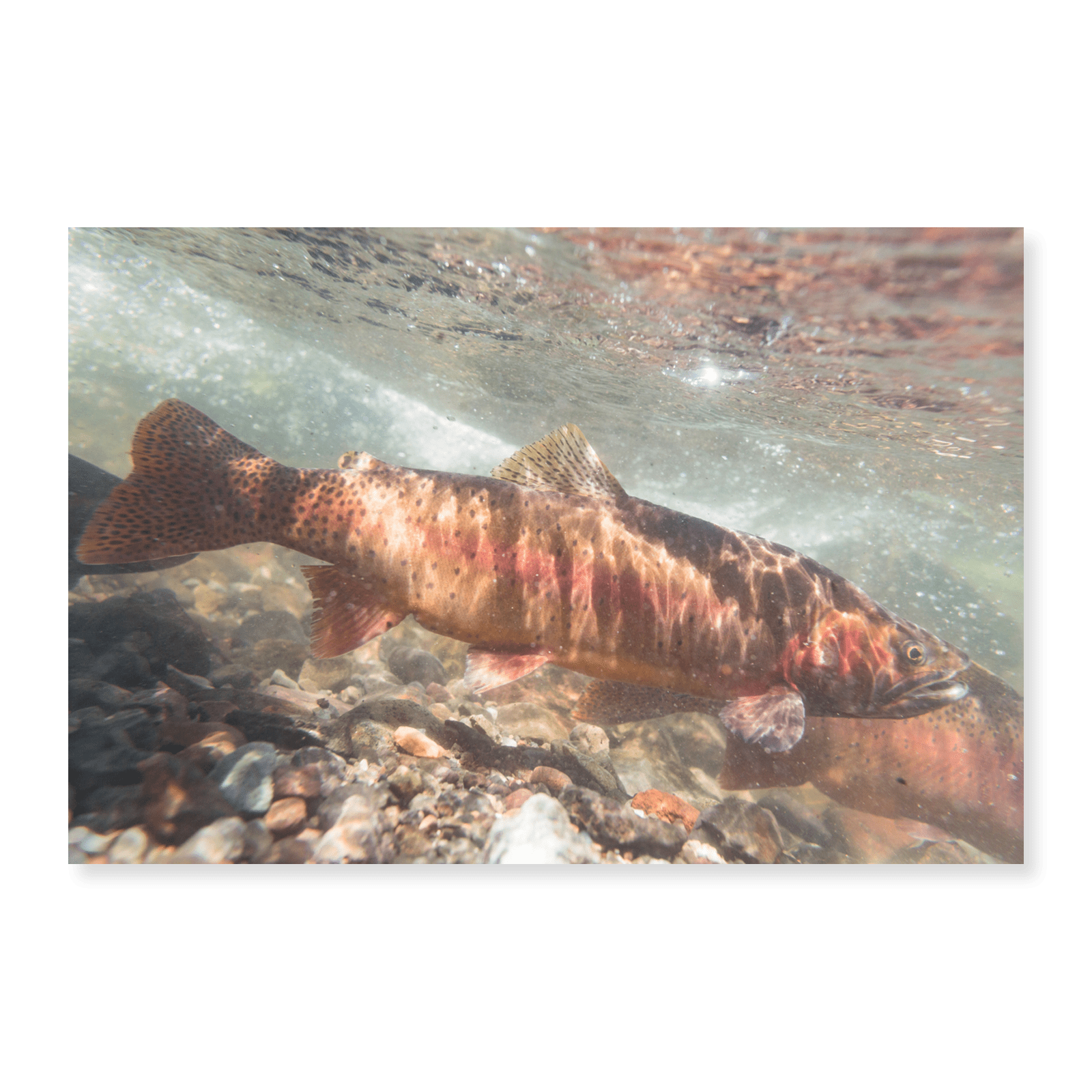 Art Print (Unframed), Spawning Yellowstone Cutthroat Trout, Yellowstone ...