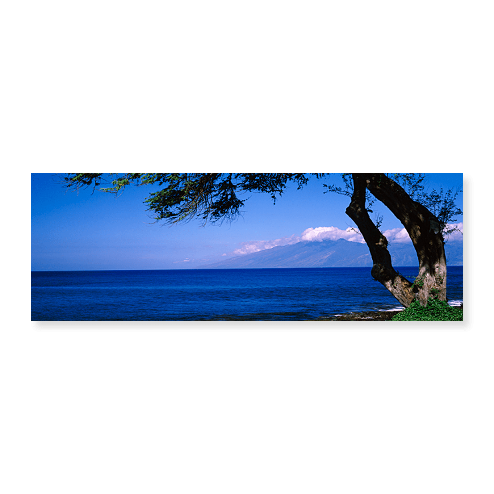 Art Print (Unframed), Tree at a coast by Panoramic Images, 36" x 12 ...
