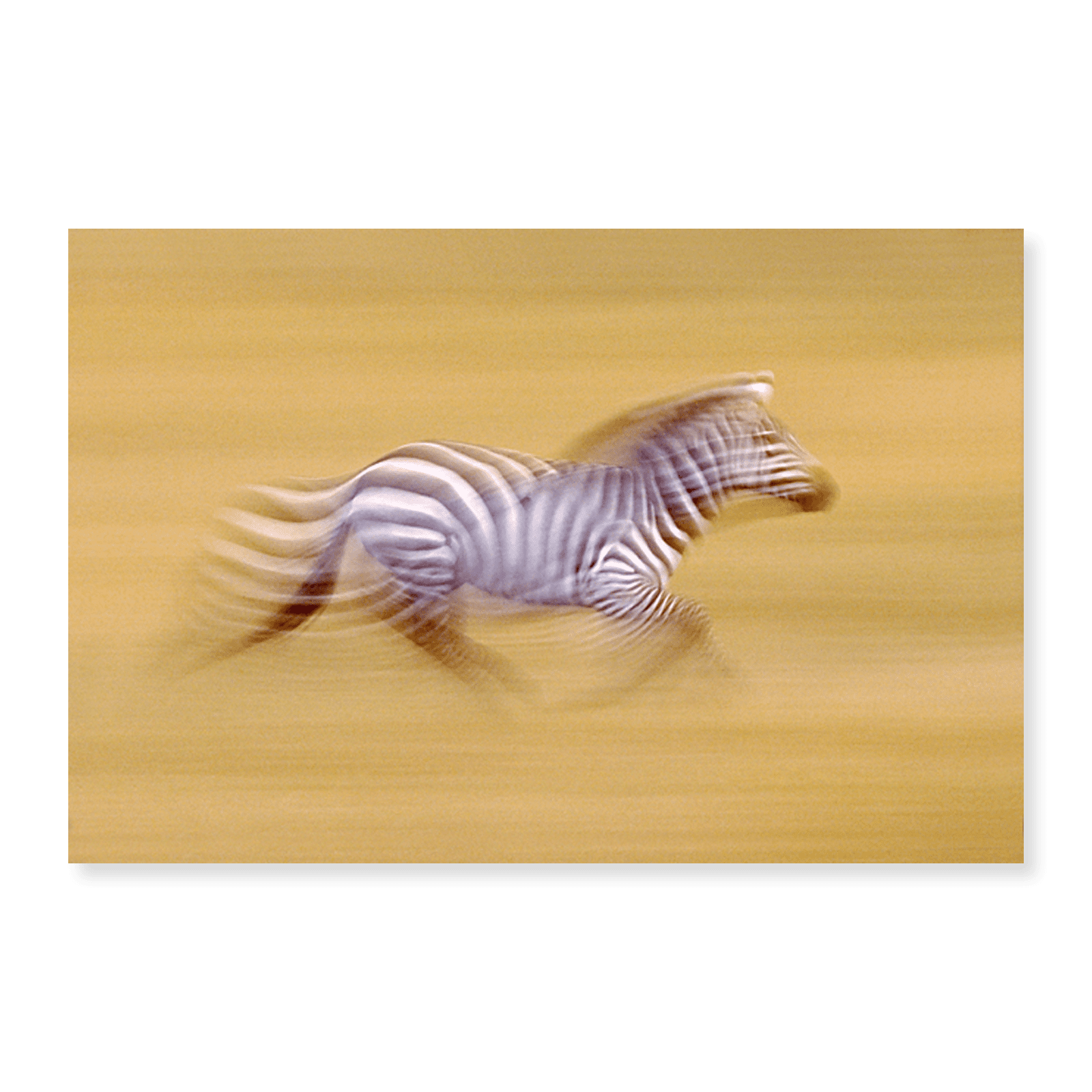 Art Print (Unframed), Zebra in Motion Kenya Africa by Panoramic Images ...