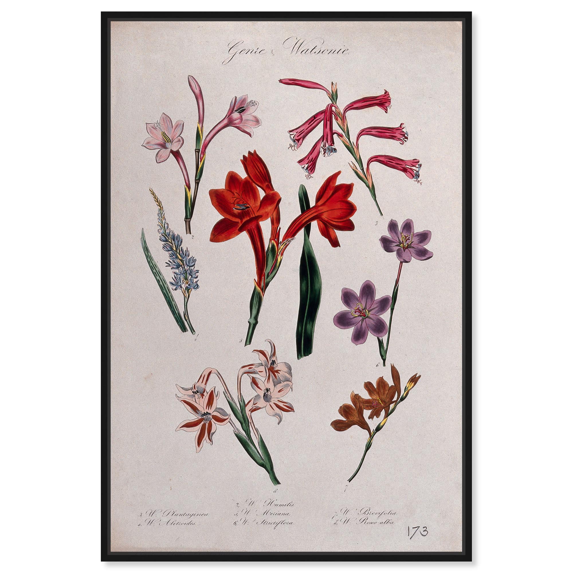 Art Remedy Botanical Prints Canvas, 10" x 15", Black Frame, Seven ...