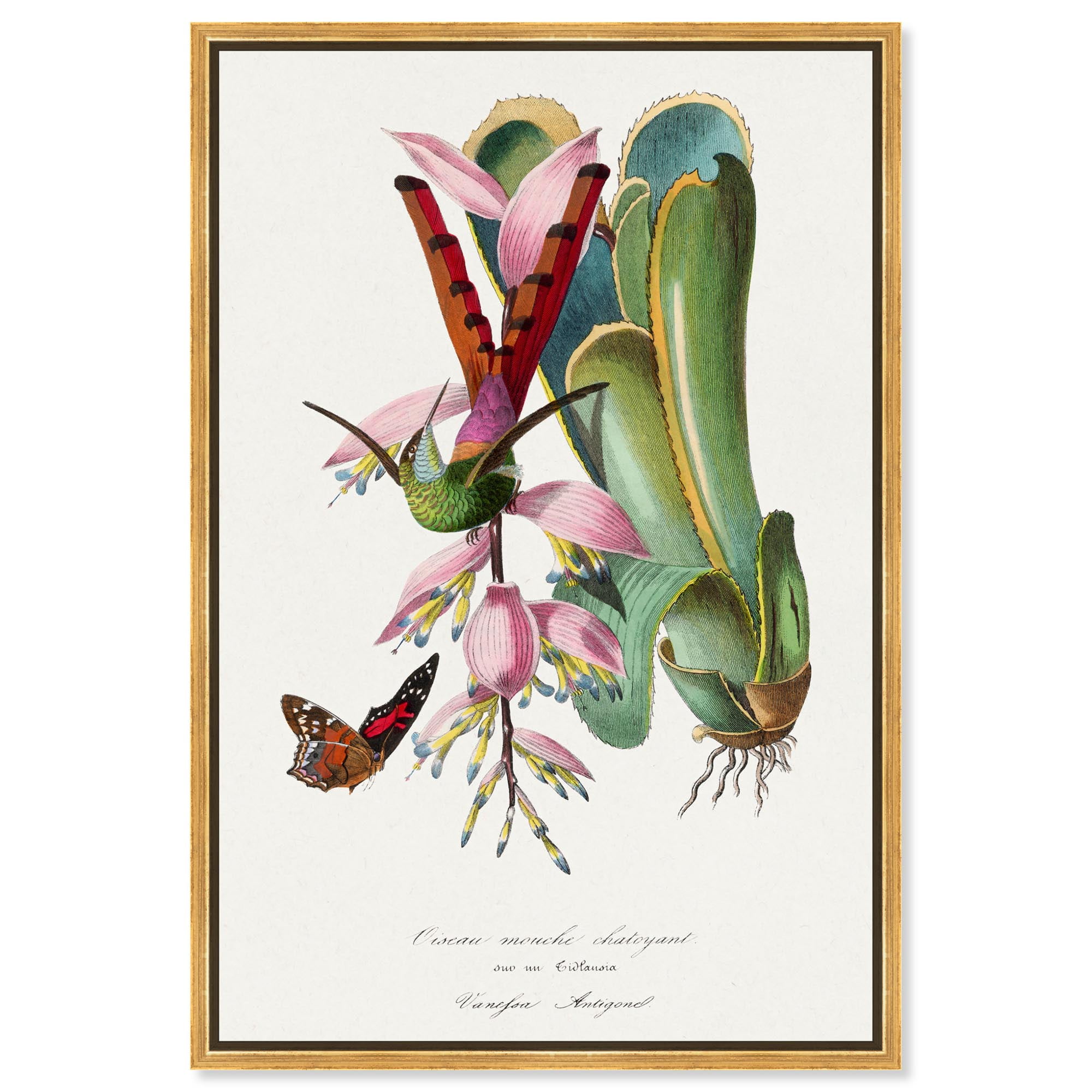 Art Remedy Botanical Prints Canvas, 16" x 24", Gold Frame, Hummingbird ...