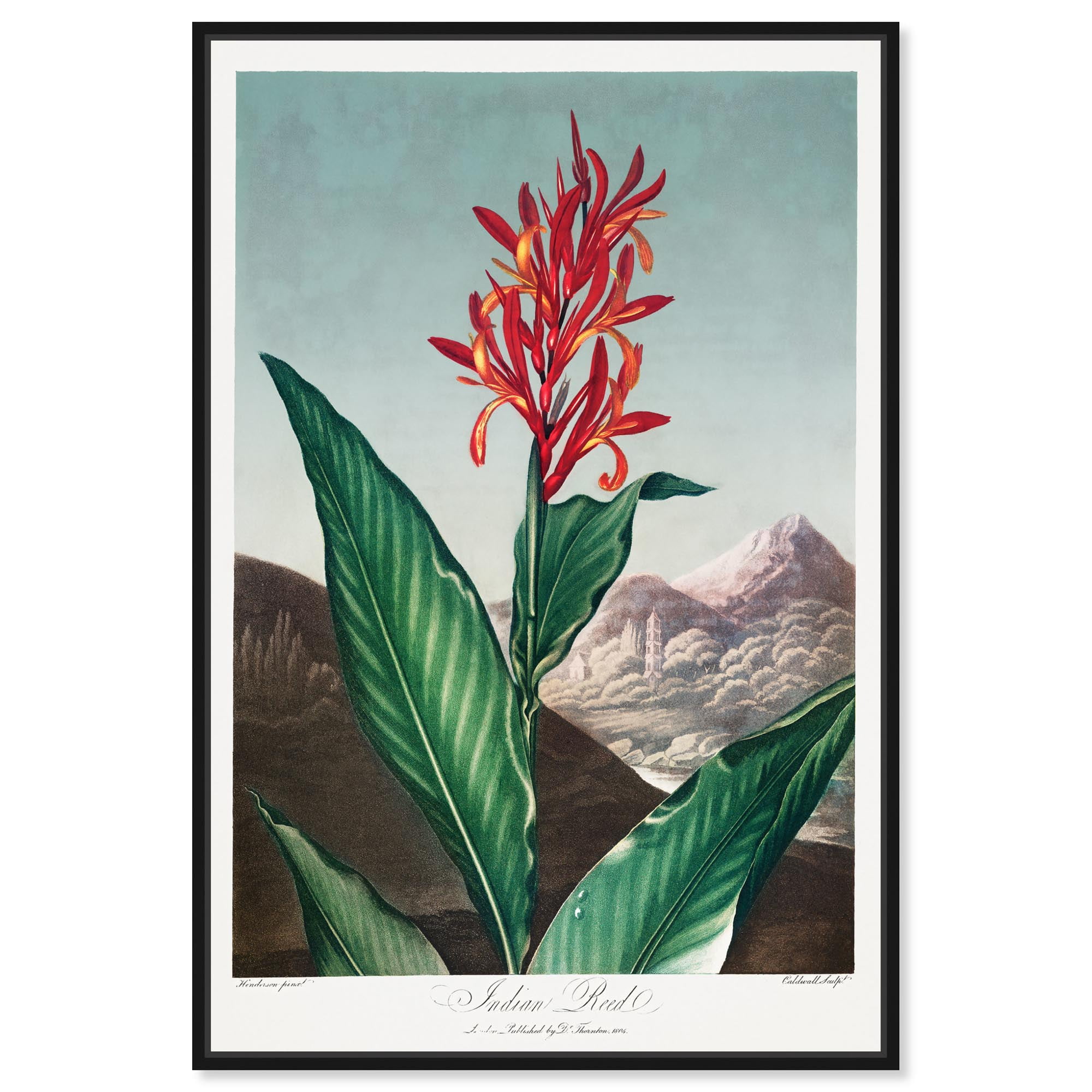 Art Remedy Botanical Prints Canvas, 20" x 30", Black Frame, Indian Reed 1807 - Walmart.com