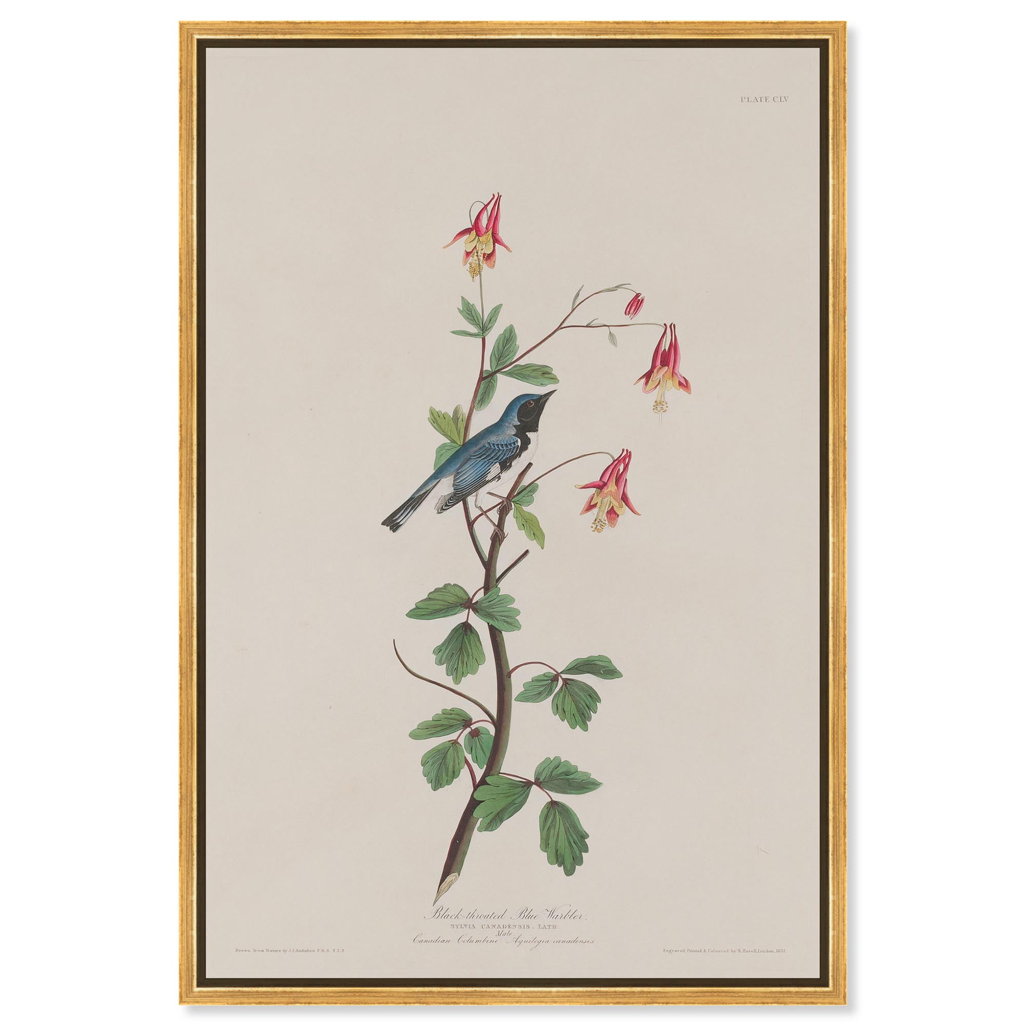 Art Remedy Botanical Prints Canvas, 20" x 30", Gold Frame, Blue Warbler ...