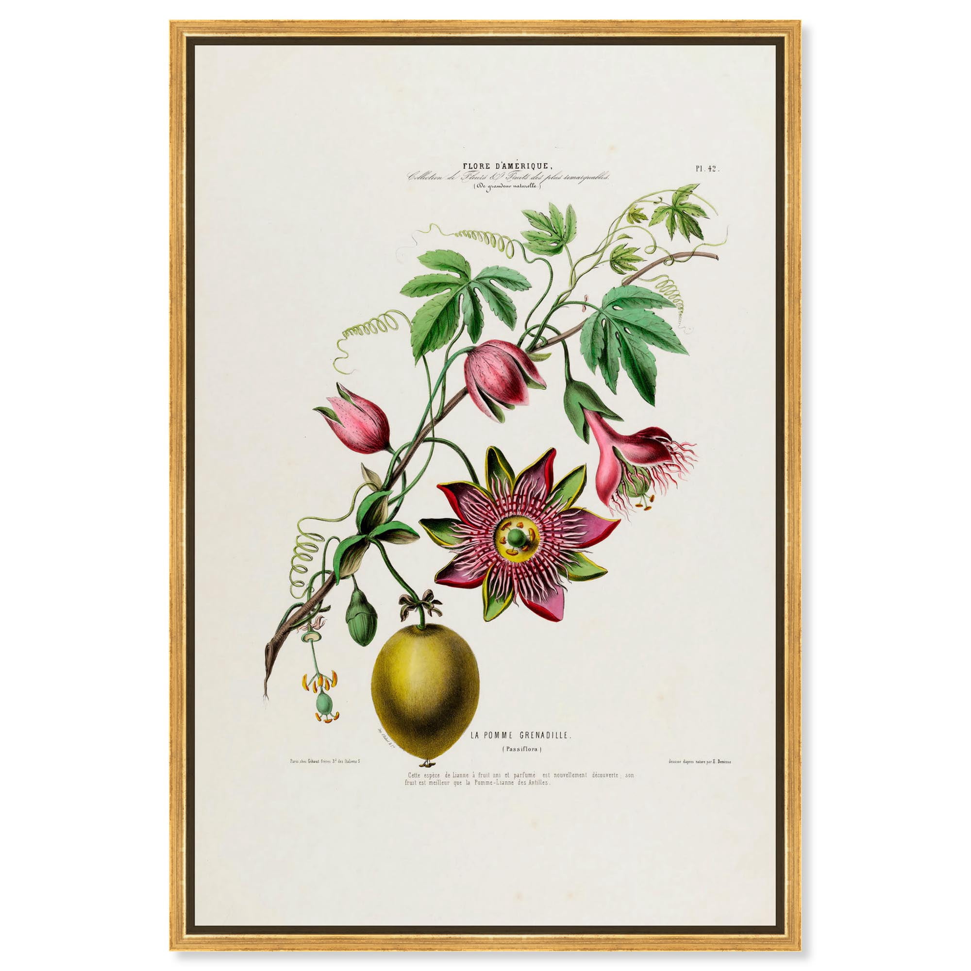 Art Remedy Botanical Prints Canvas, 20" x 30", Gold Frame, Sweet ...