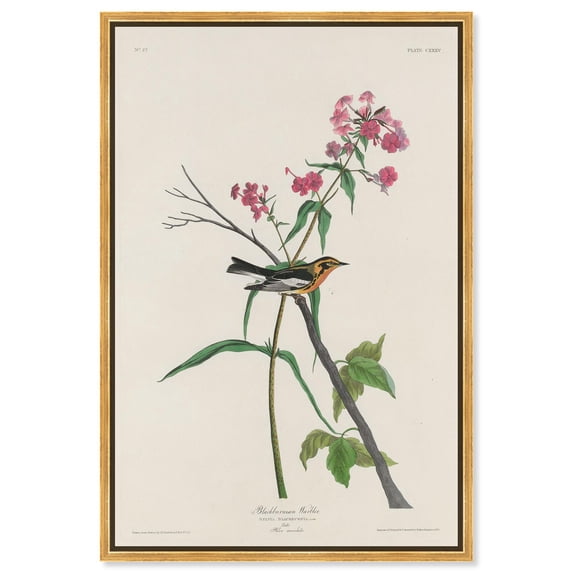 Art Remedy Botanical Prints Canvas, 24" x 36", Gold Frame, Blackburnian ...