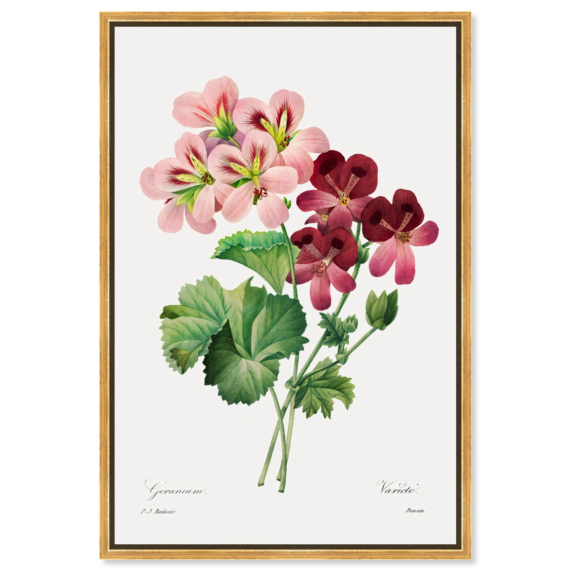 Art Remedy Botanical Prints Canvas, 24" x 36", Gold Frame, Geranium ...