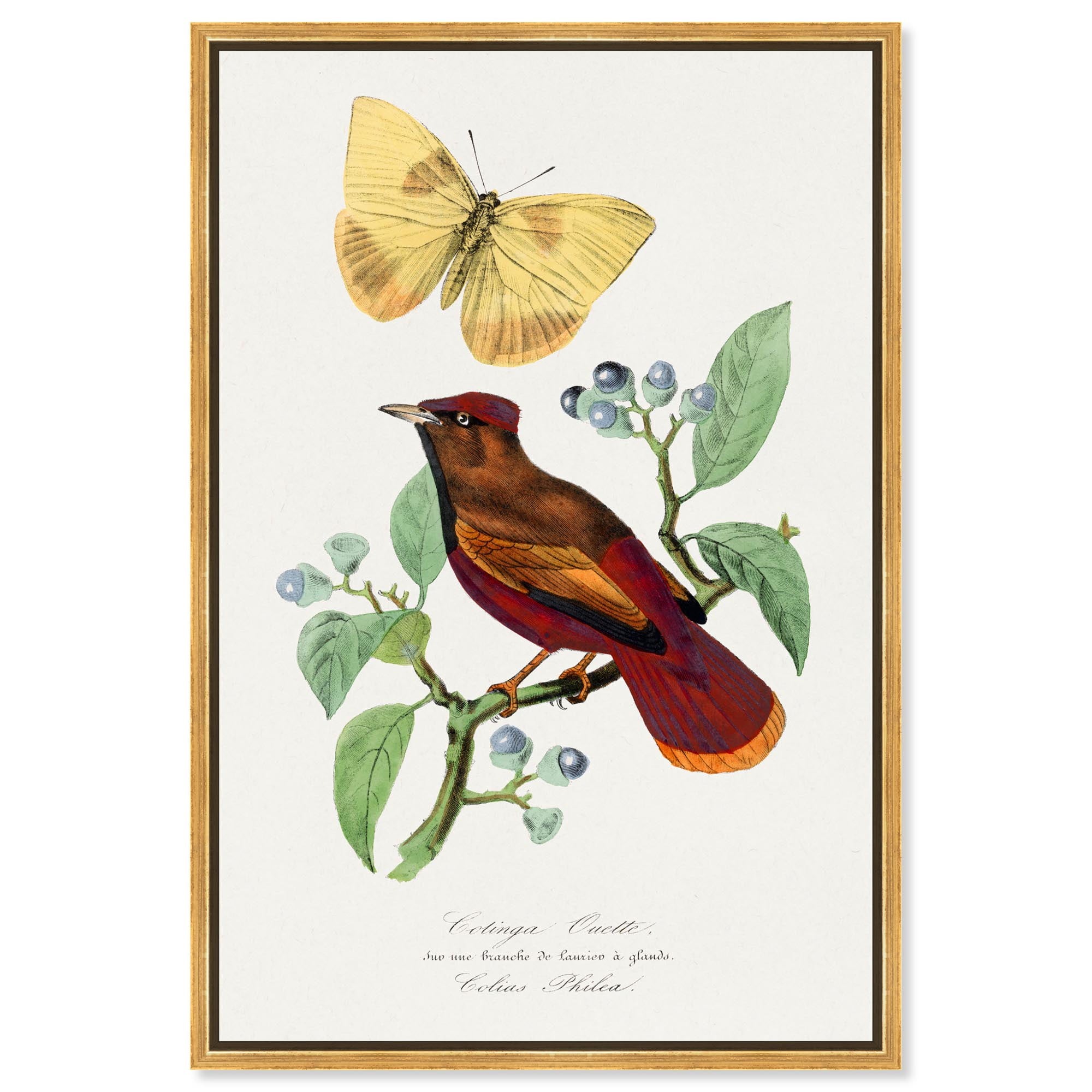 Art Remedy Botanical Prints Canvas, 24" x 36", Gold Frame, Larks 1842 ...