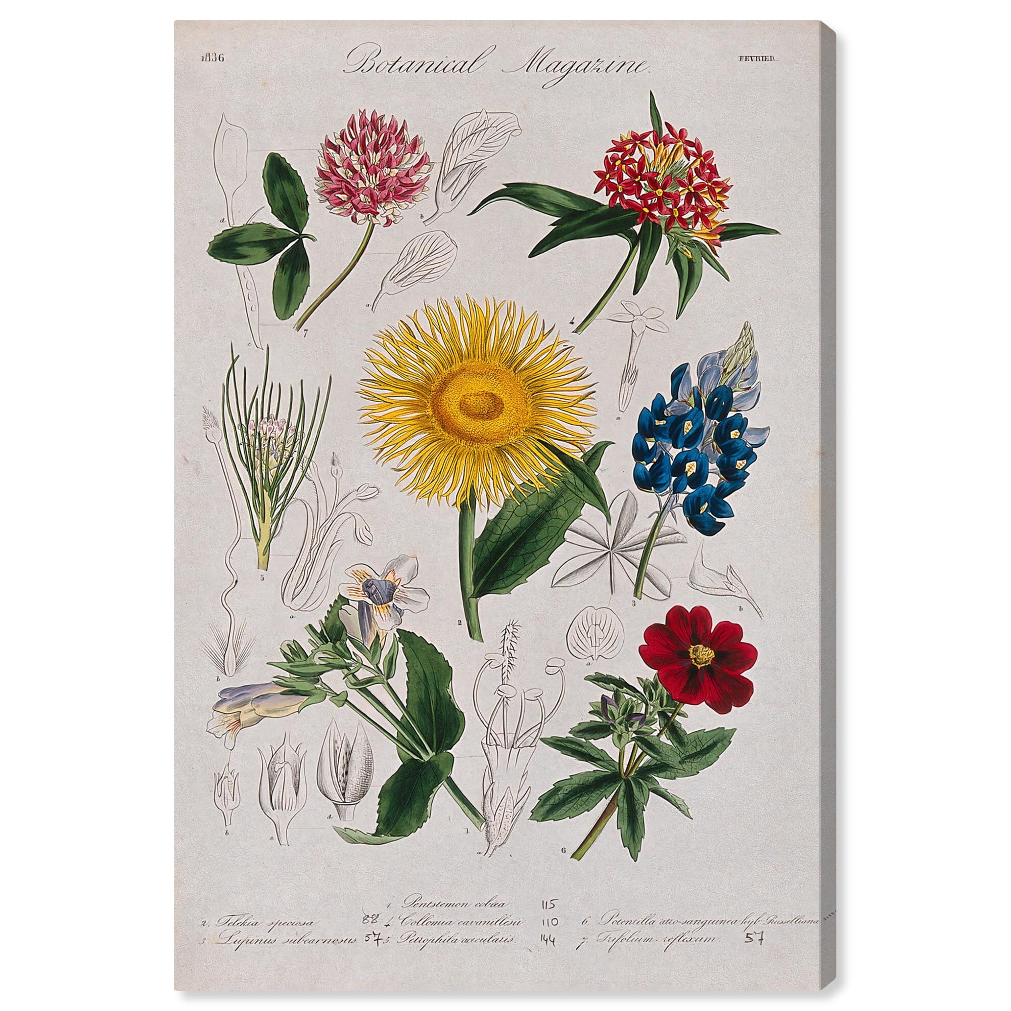 Art Remedy Botanical Prints Canvas, 30" x 45", Gallery Wrapped, Seven ...