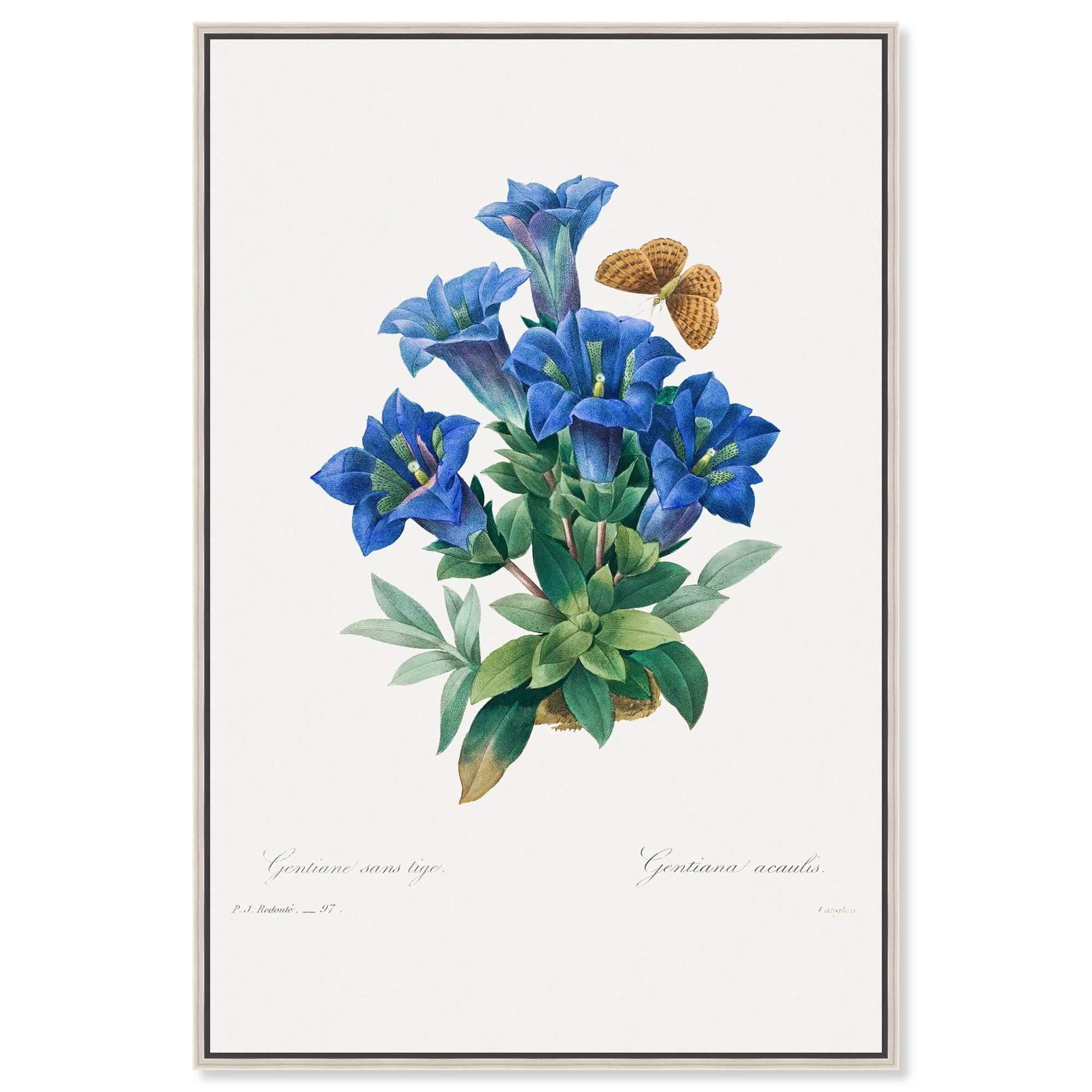 Art Remedy Botanical Prints Canvas, 30" x 45", Silver Frame, Gentiana ...