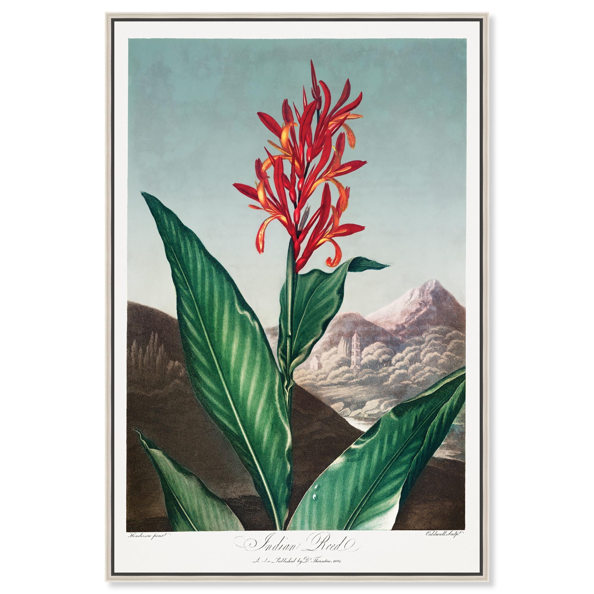 Art Remedy Botanical Prints Canvas, 30" x 45", Silver Frame, Indian ...
