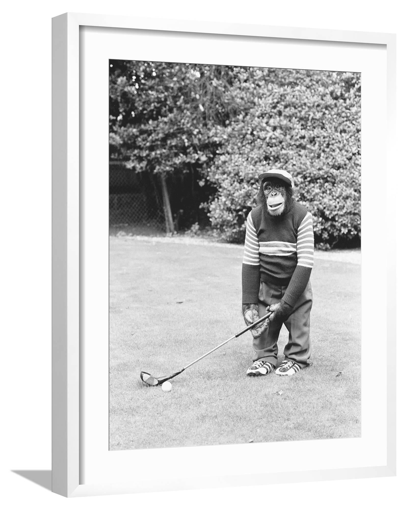 Art.com A Chimpanzee playing a round of golf Photographic Print by ...
