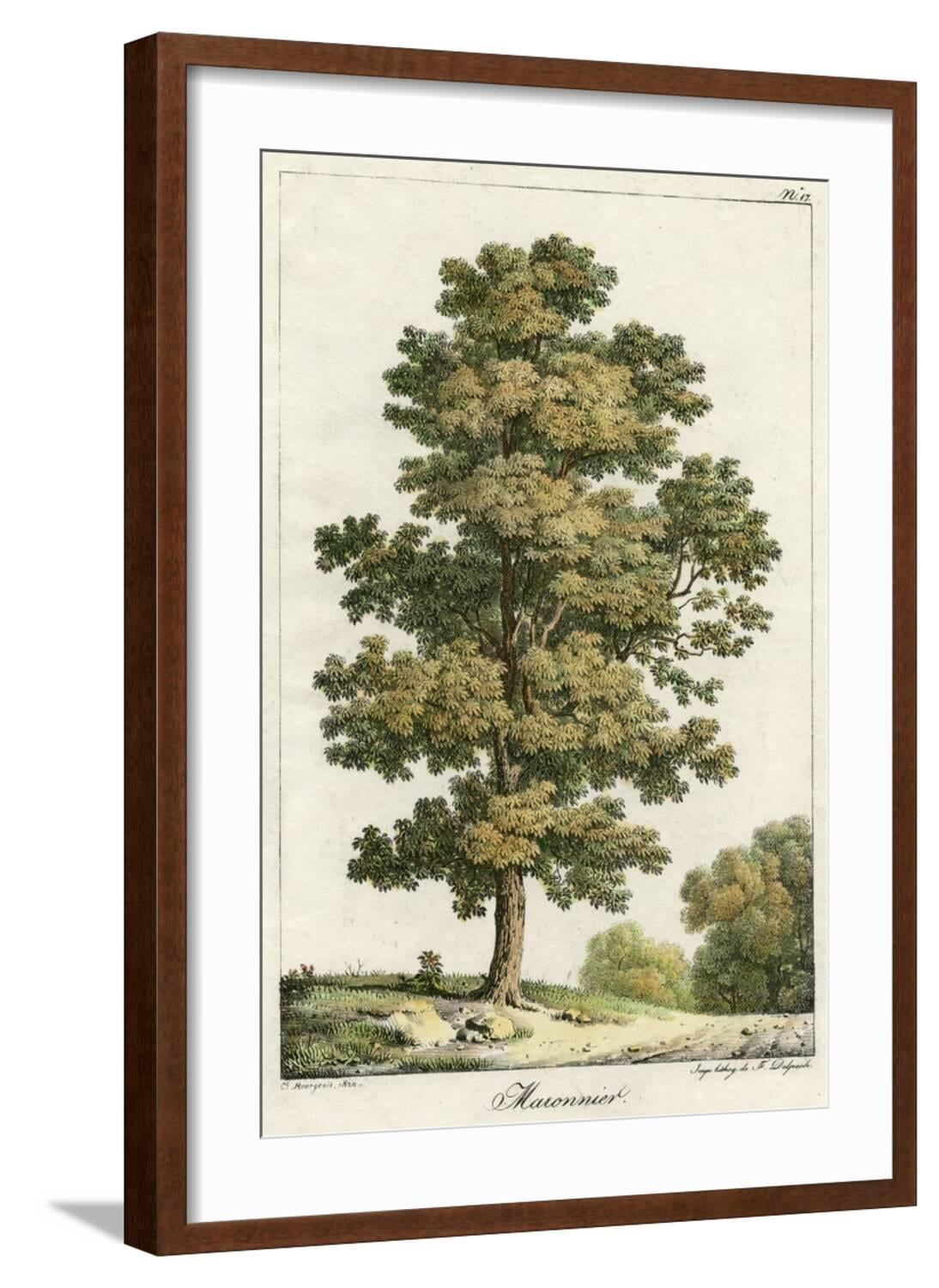 Art.com A Sweet Chestnut Tree Art Print, Brown Frame Wall Art, 21" x 29 ...