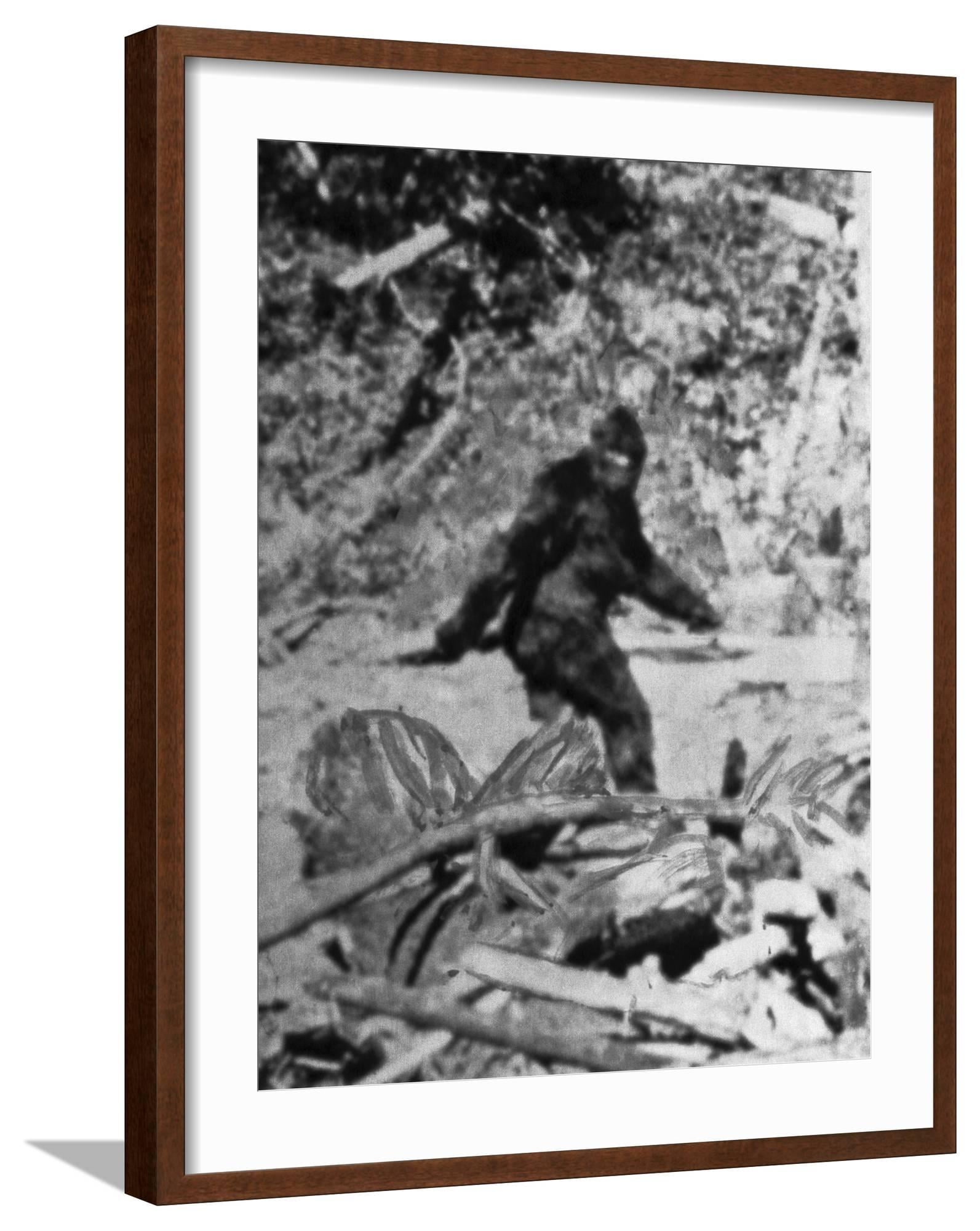 Art.com Alleged Photo of Bigfoot Photographic Print by Bettmann, Brown ...