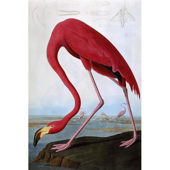 Art.com Common American Swan Giclee Print by John James Audubon, 36" x ...