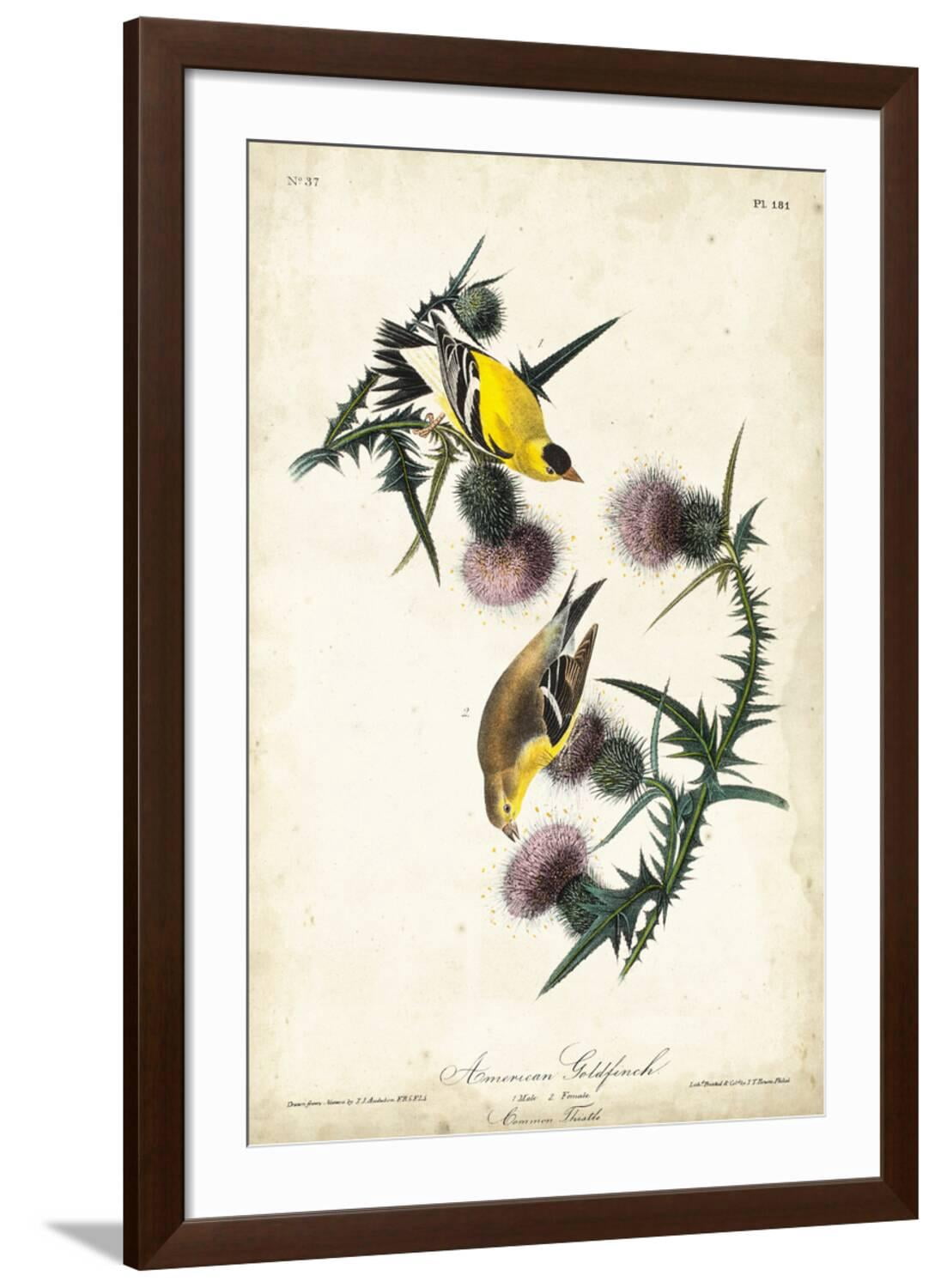 Art.com American Goldfinch Art Print by John James Audubon, Brown Frame ...
