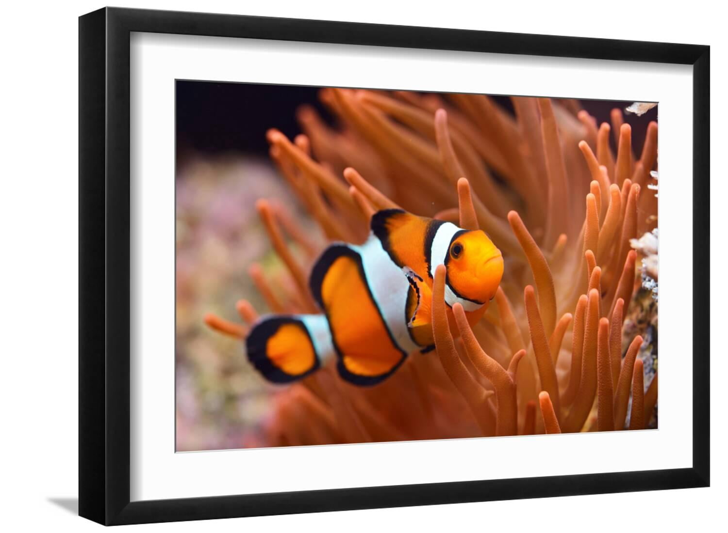 Art.com Amphiprion Ocellaris Clownfish in Marine Aquarium Photographic ...