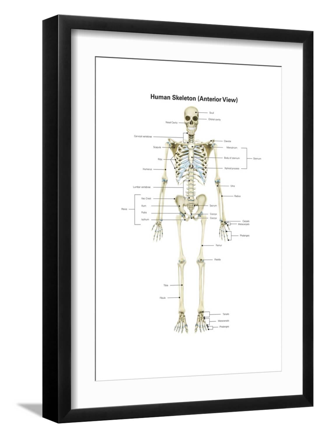 Art.com Anterior View of Human Skeletal System, with Labels Art Print ...