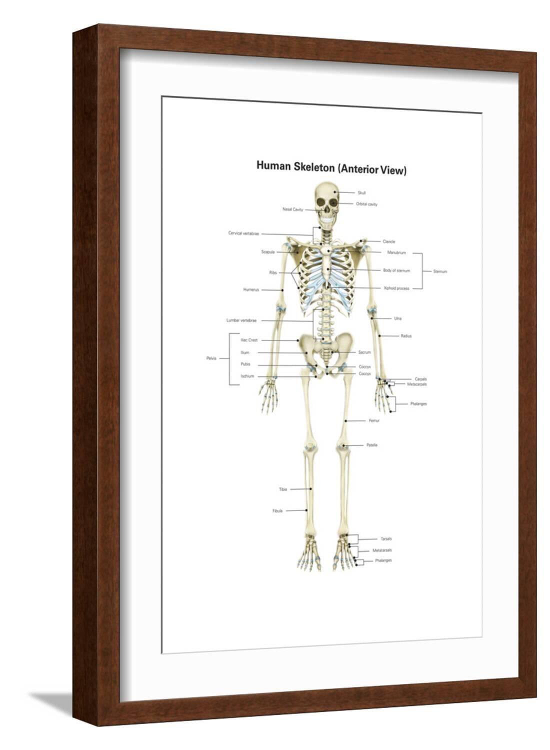 Art.com Anterior View of Human Skeletal System, with Labels Art Print ...