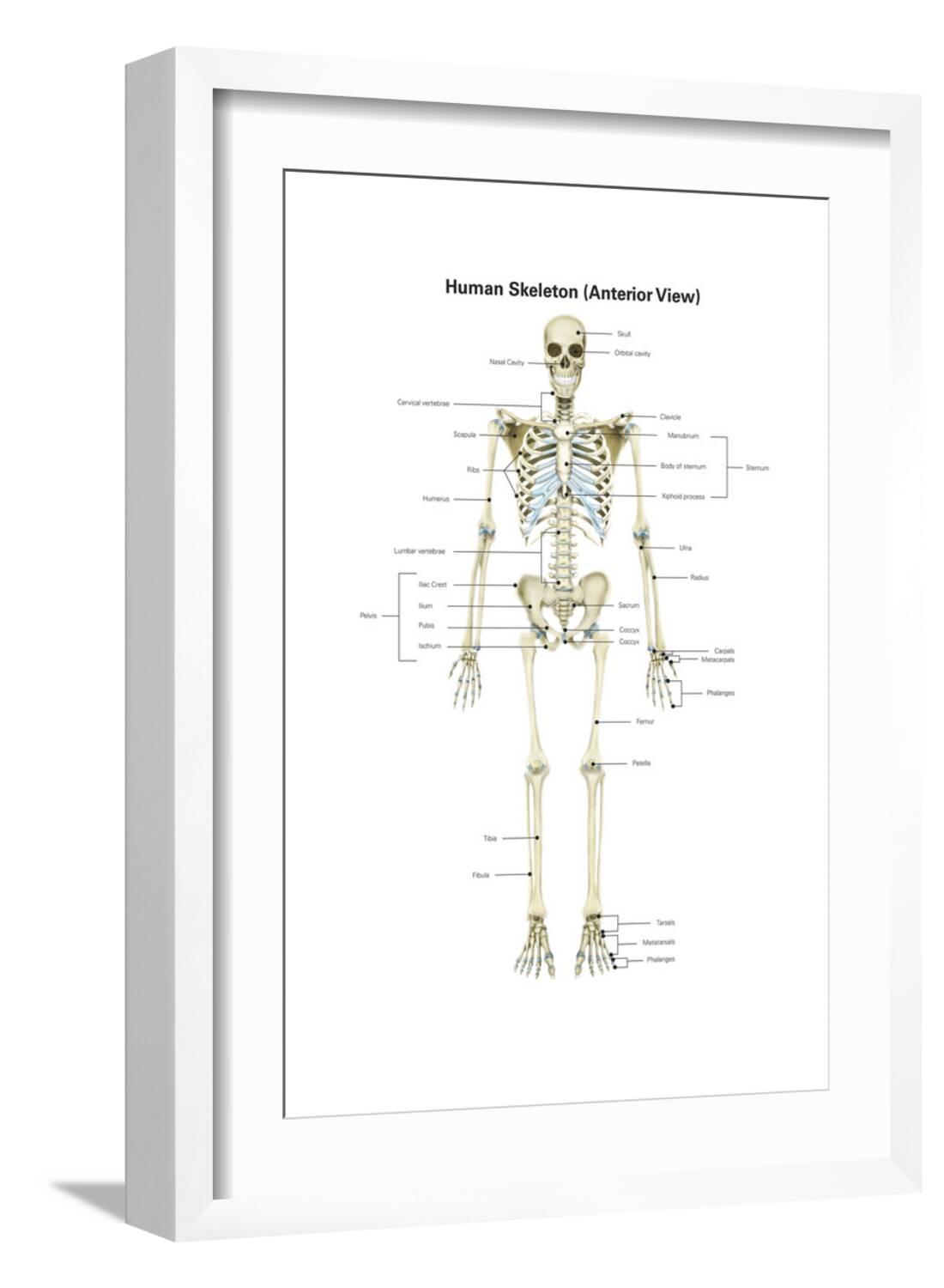 Art.com Anterior View of Human Skeletal System, with Labels Art Print ...