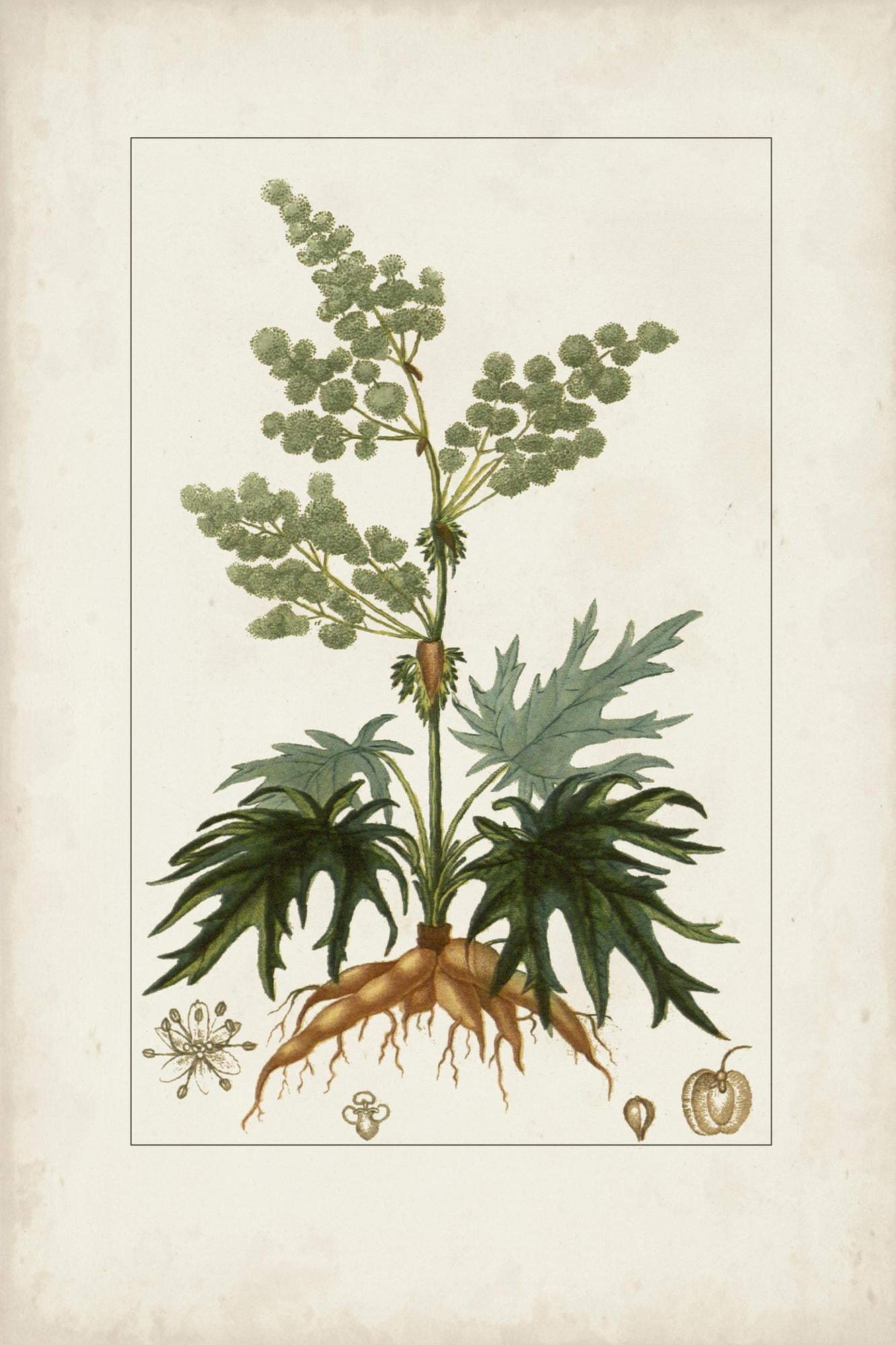 Art.com Antique Turpin Botanical III Art Print by 0 Turpin, 16" x 24 ...