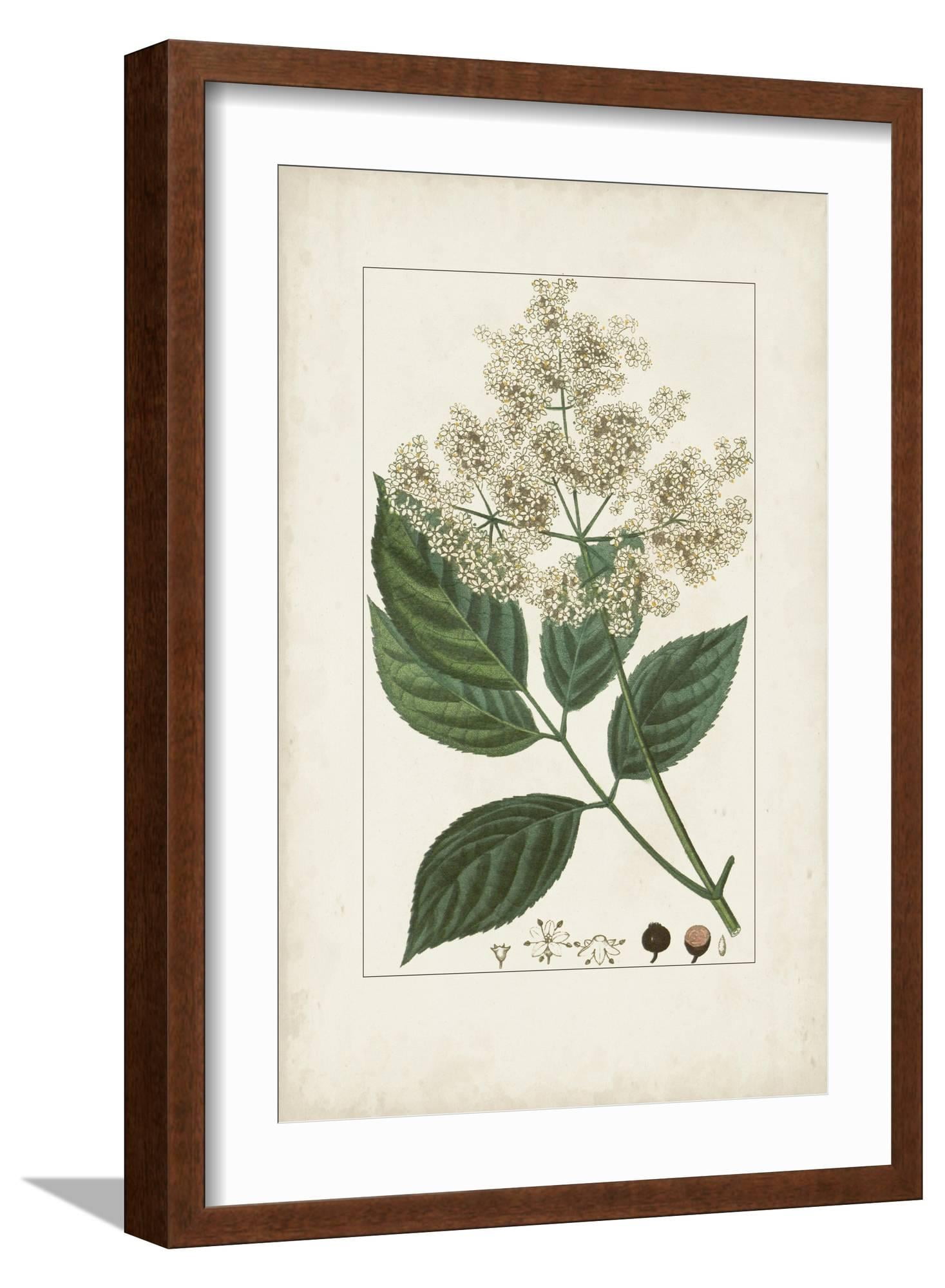 Art.com Antique Turpin Botanical V Art Print by 0 Turpin, Brown Frame ...